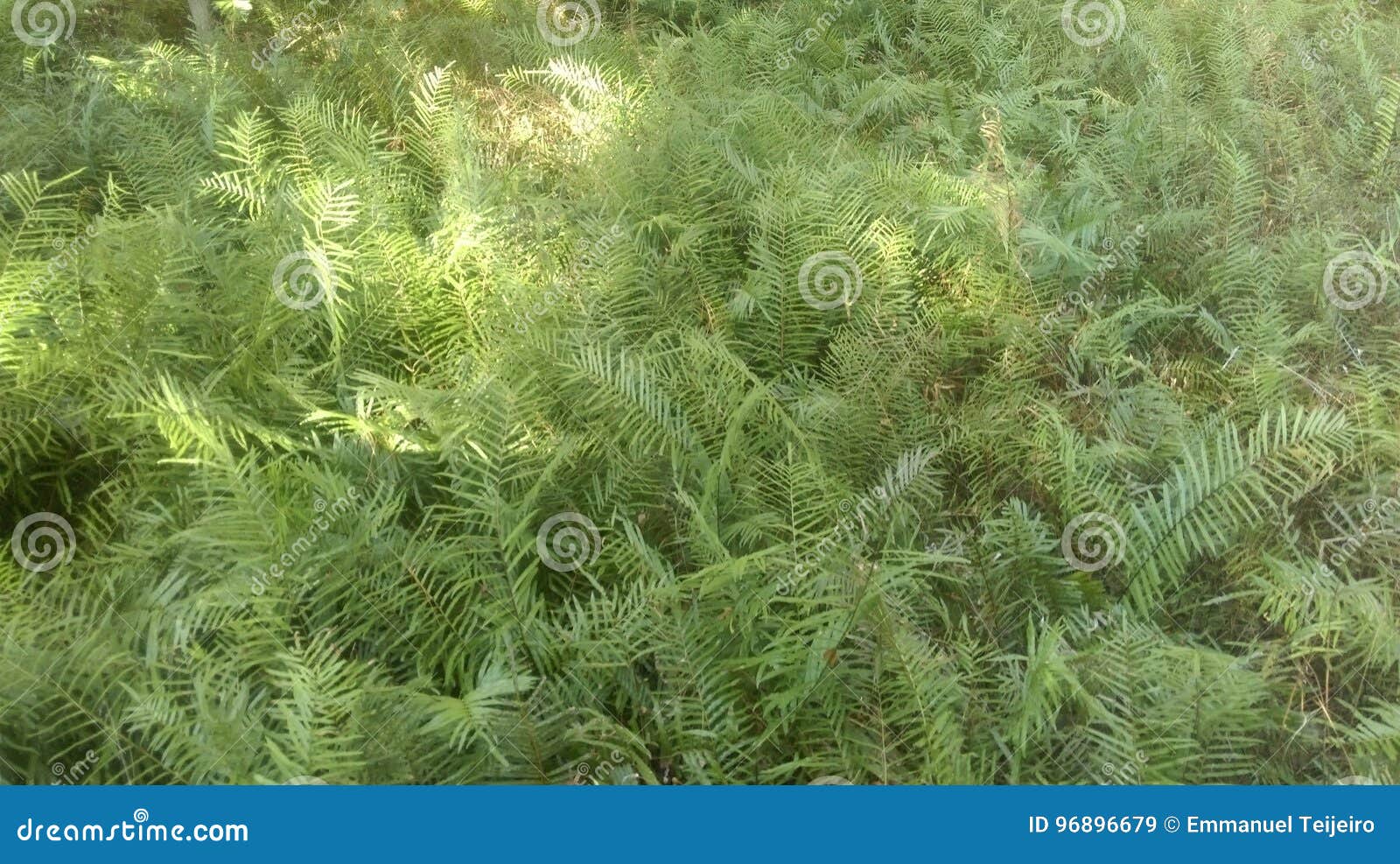 Florida Ferns stock image. Image of seminole, constructed - 96896679