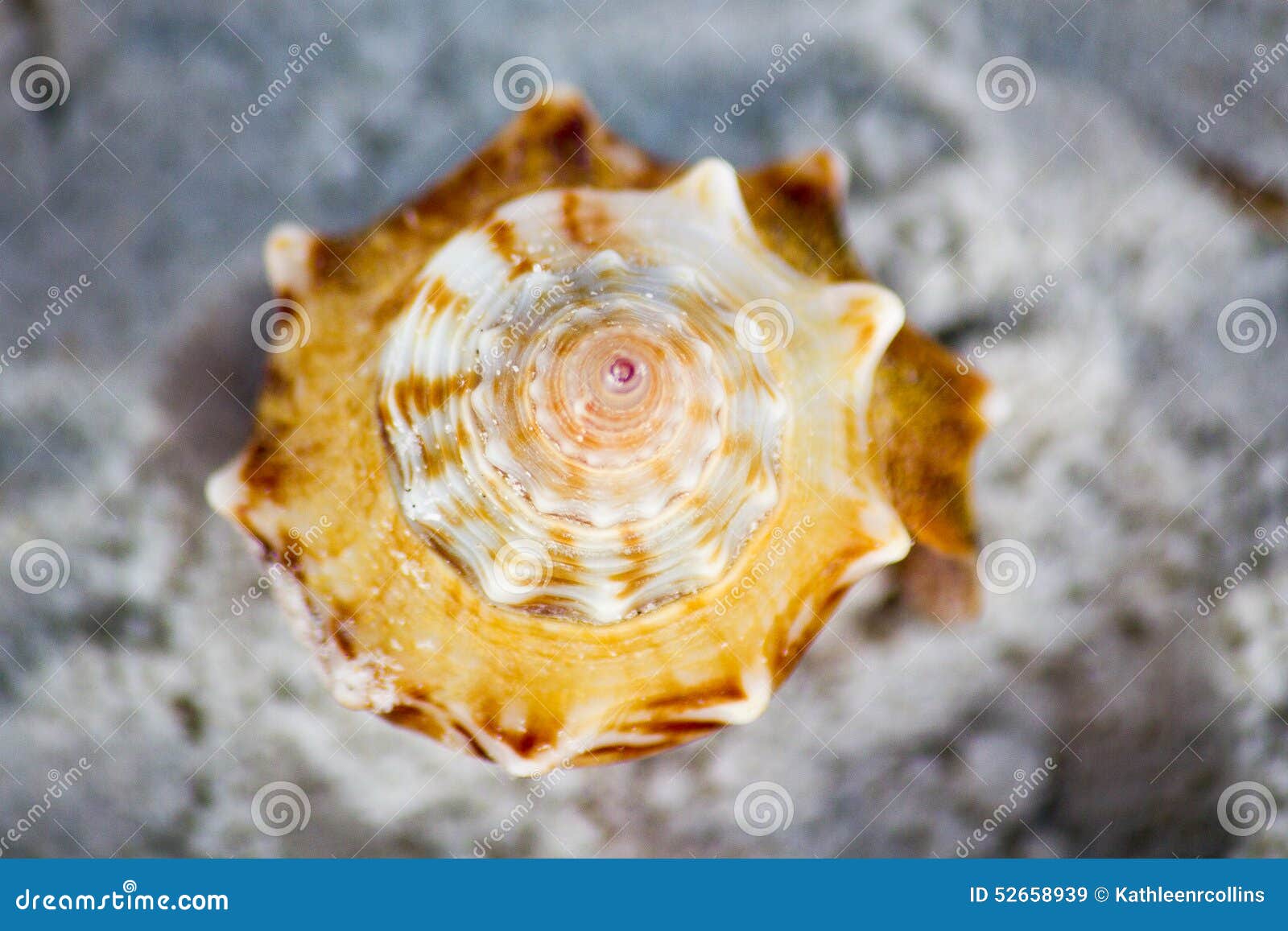 Florida Fighting Conch Shell on Beach Stock Image - Image of pretty ...