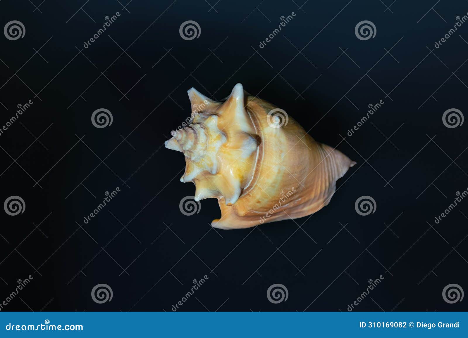Florida Fighting Conch Shell - Seashell Stock Photo - Image of mollusk ...