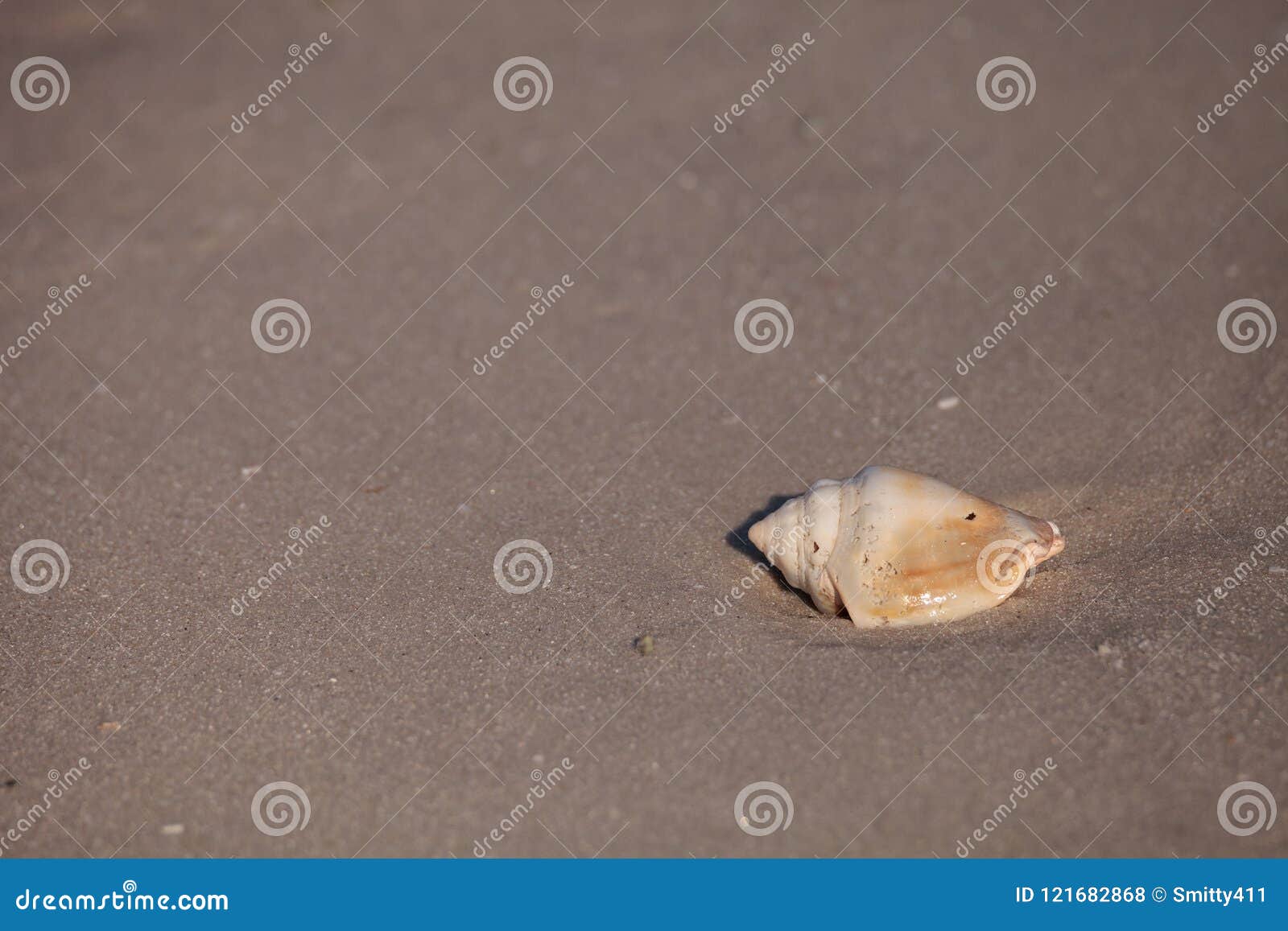 Florida Fighting Conch Strombus Alatus Shell Stock Photo - Image of ...