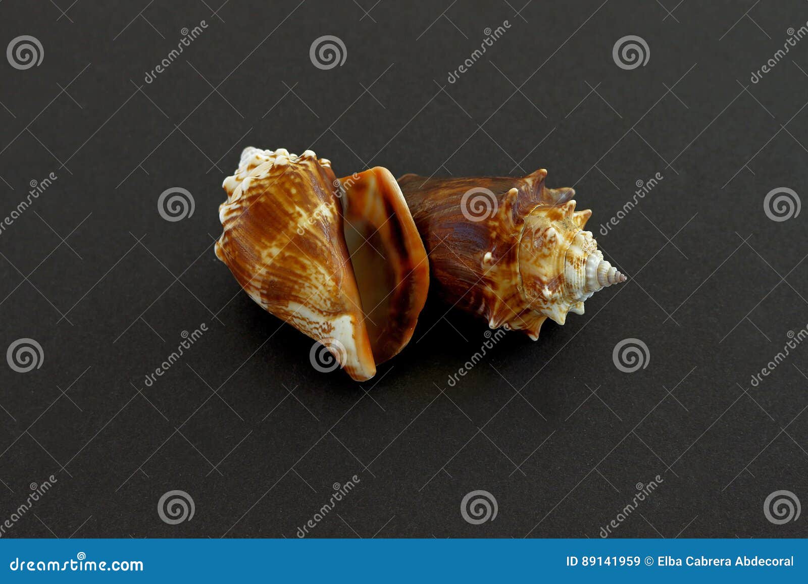 Florida fighting conch stock image. Image of gastropod - 89141959