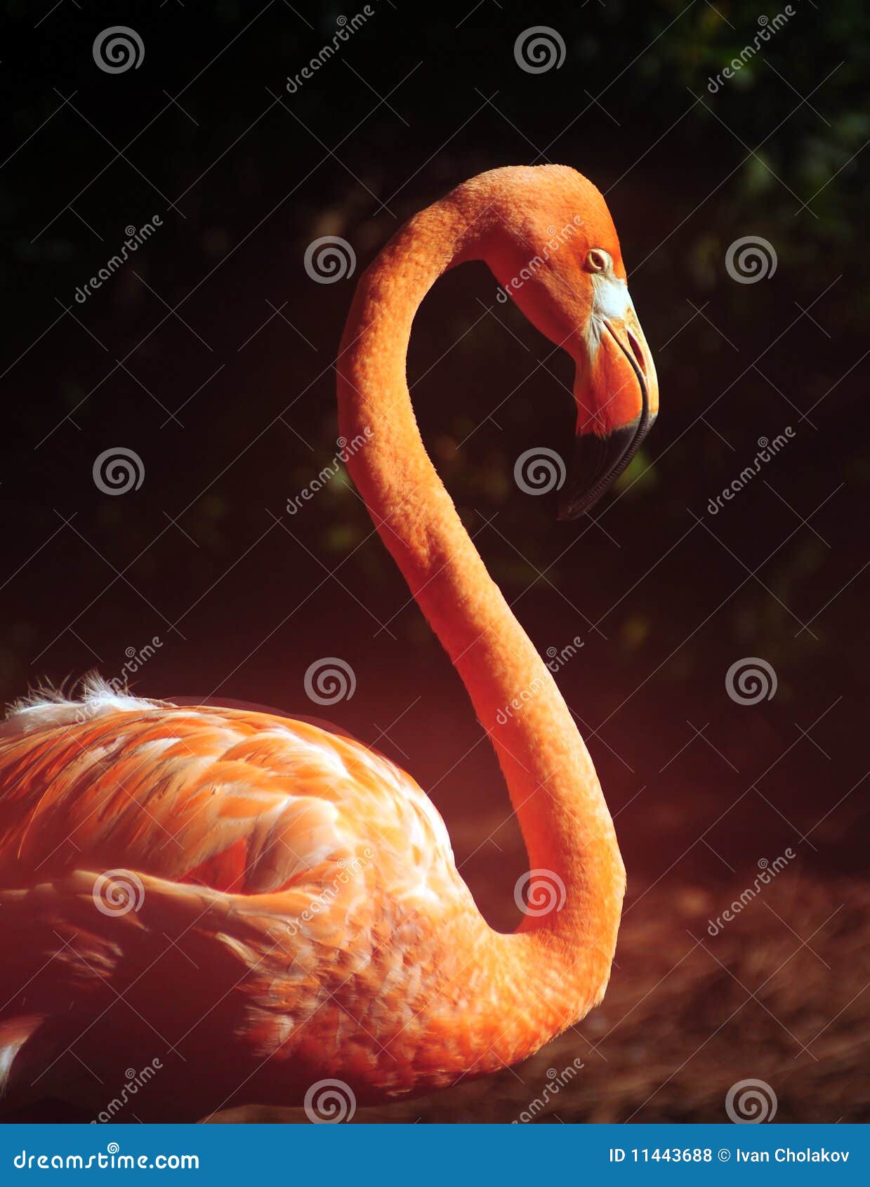 Florida flamingo stock photo. Image of orange, everglades - 11443688