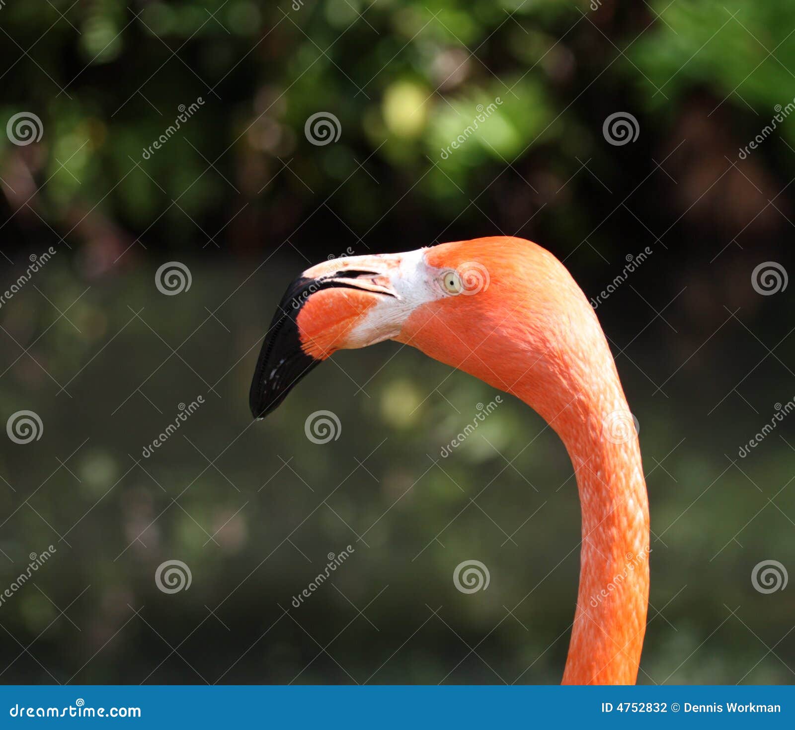 Florida Flamingo stock photo. Image of exotic, black, wild - 4752832