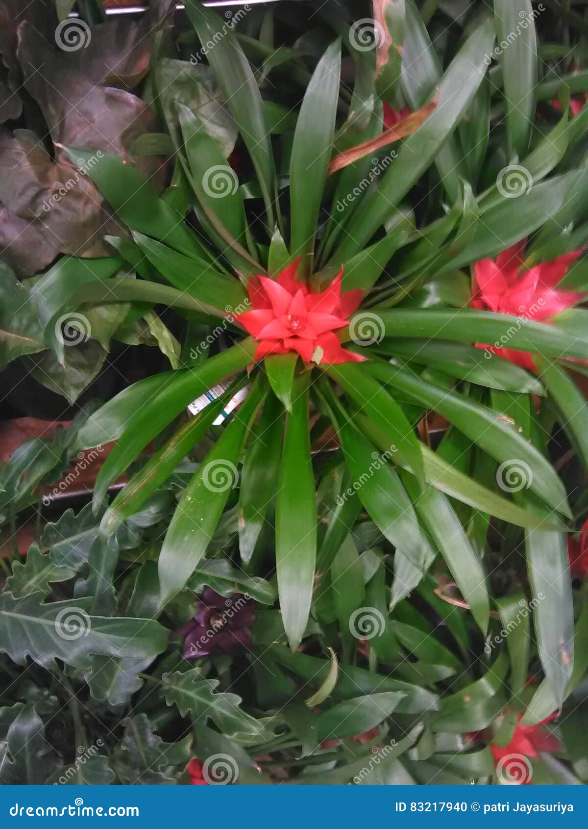 Florida Foliage Flowering Plant Stock Photo - Image of plant, florida ...