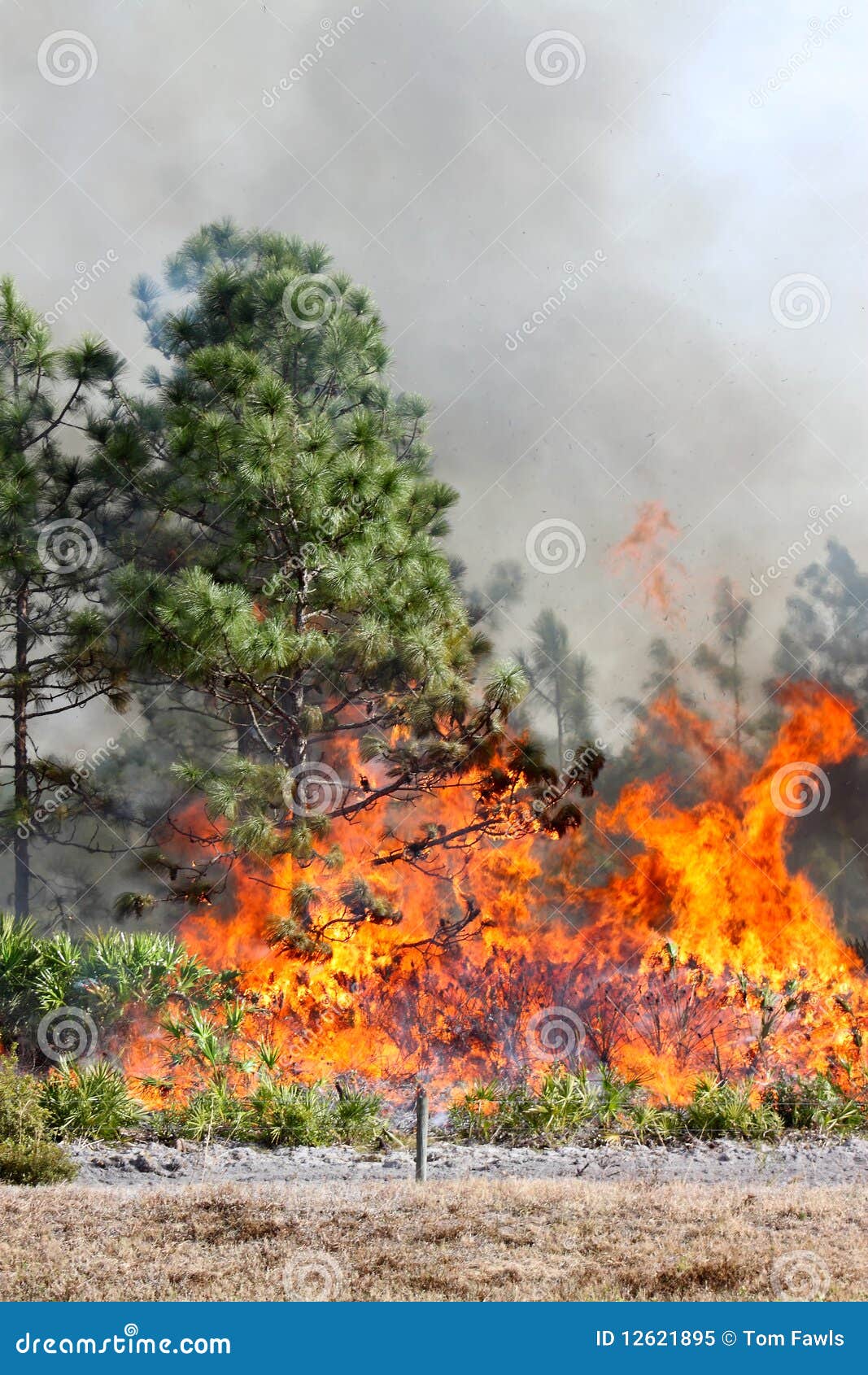Florida Forest Ablaze stock image. Image of scrub, prevention - 12621895