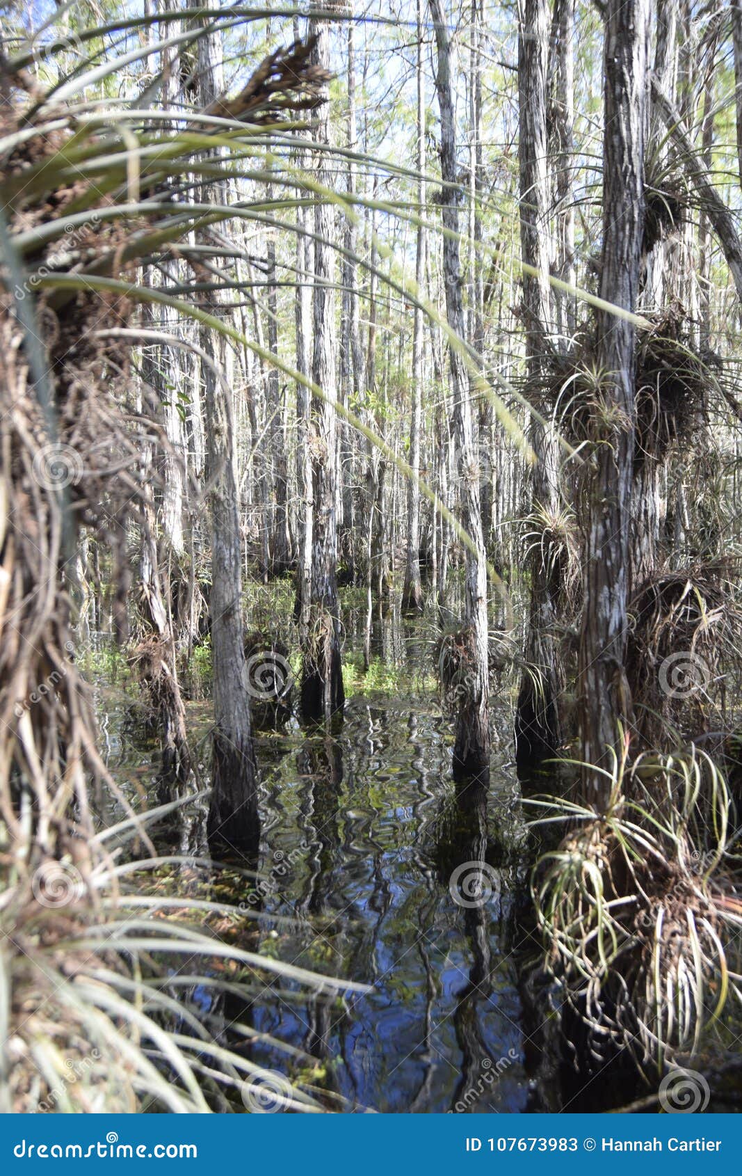 Florida Forest. stock image. Image of everglades, sunset - 107673983