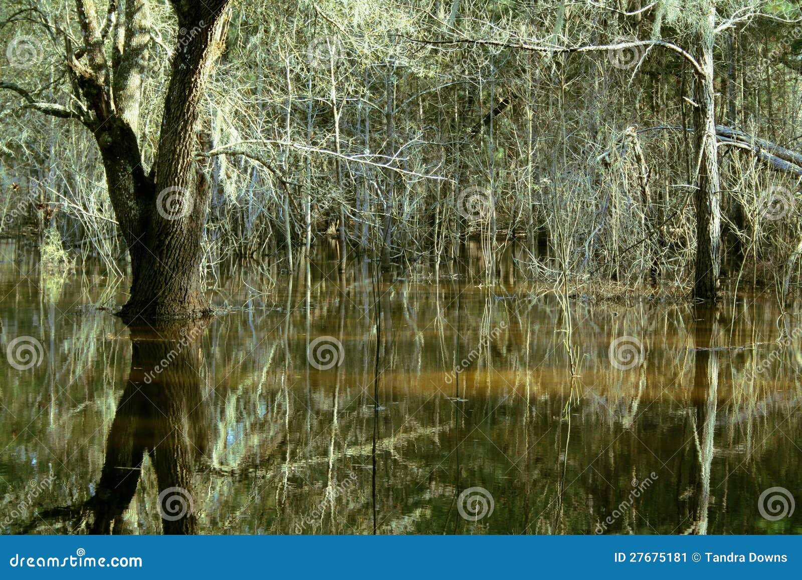 Florida forest flood stock image. Image of florida, liveoak - 27675181
