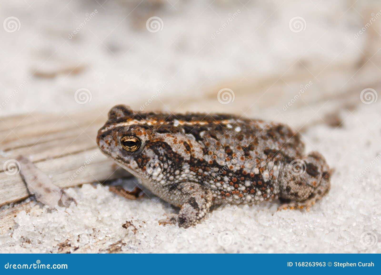 Oak Toad on White Pearly Sand Stock Image - Image of ventral, sitting ...