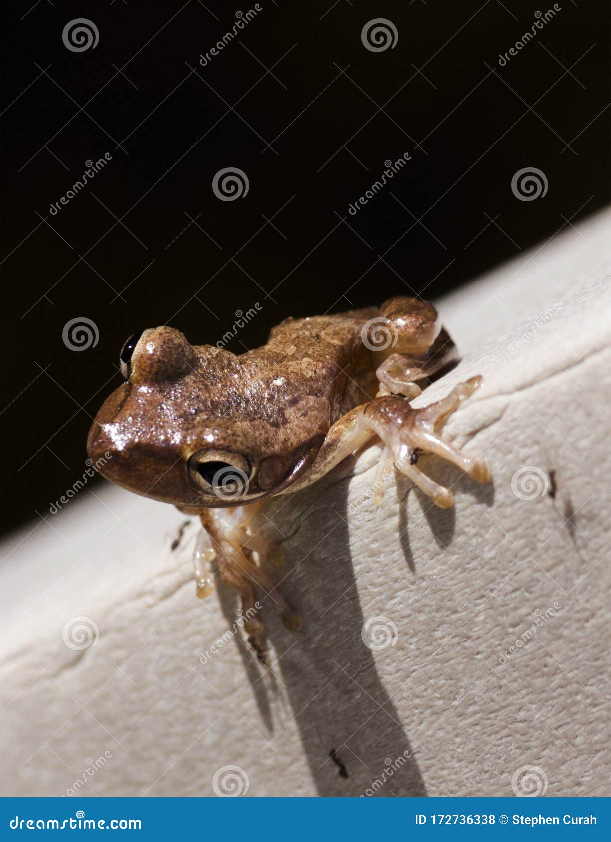 Cuban Tree Frog Looking Up from the Side of a Railing Stock Photo ...