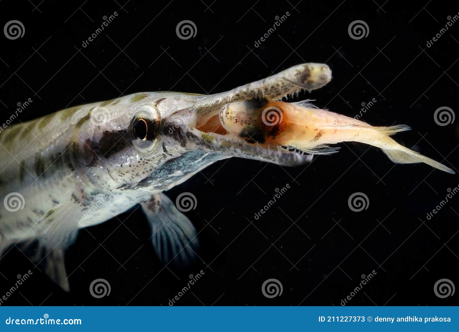 Florida gar with prey stock image. Image of organism - 211227373