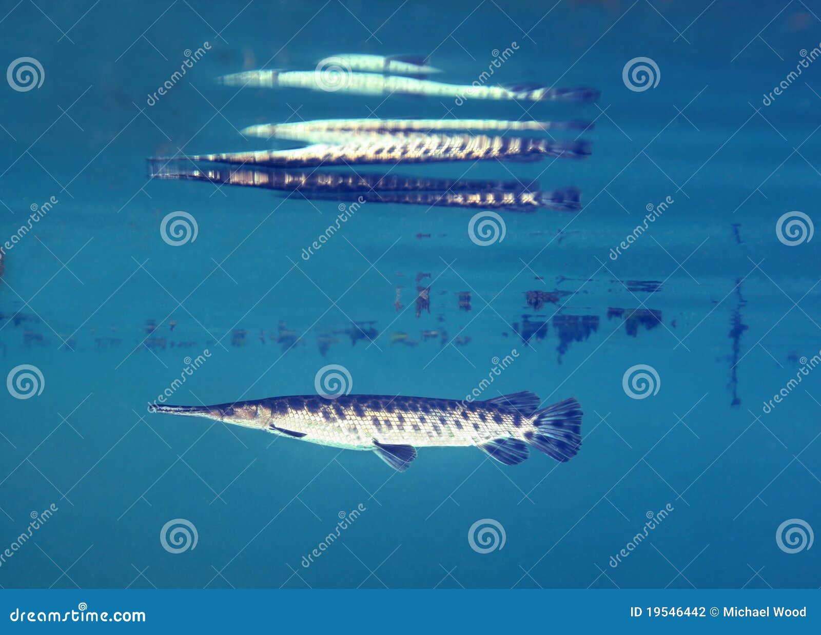 Florida Gar - Reflections stock photo. Image of color - 19546442