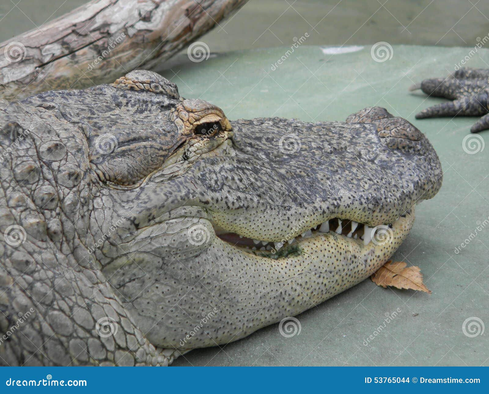 Florida gator stock photo. Image of road, florida, gator - 53765044