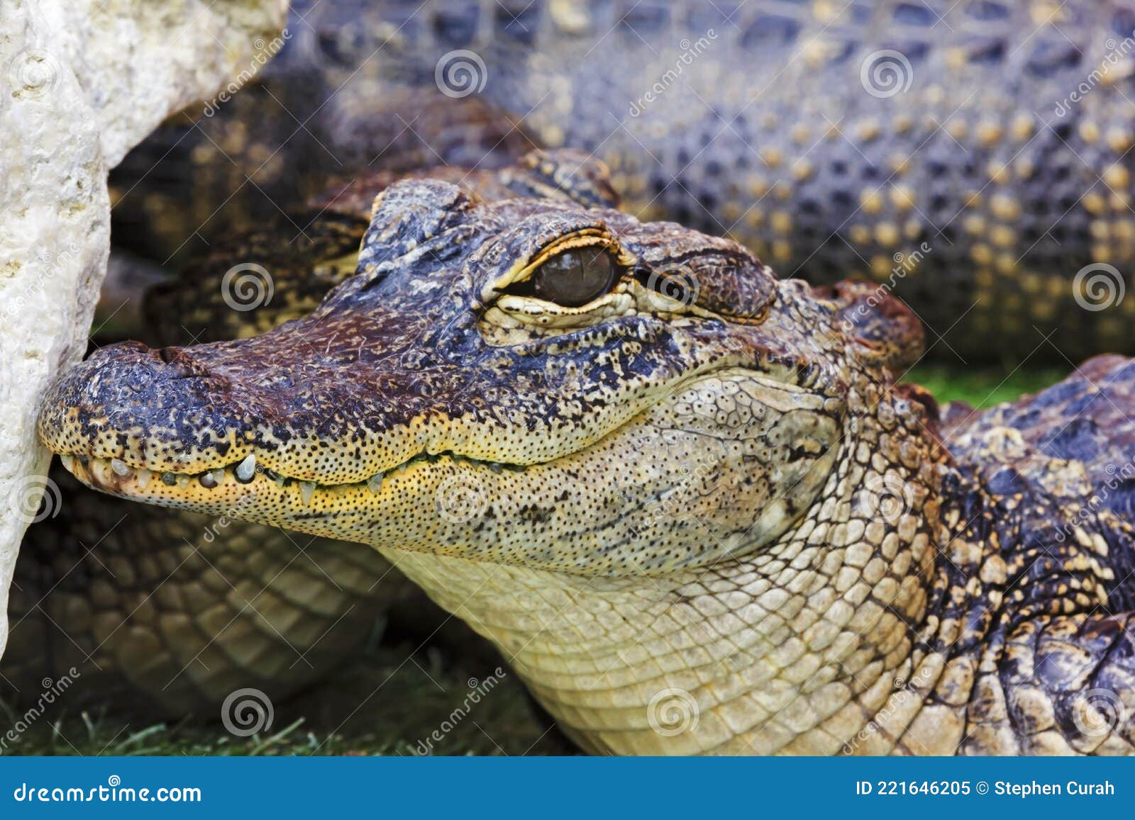 Young gator resting stock image. Image of gator, attack - 221646205