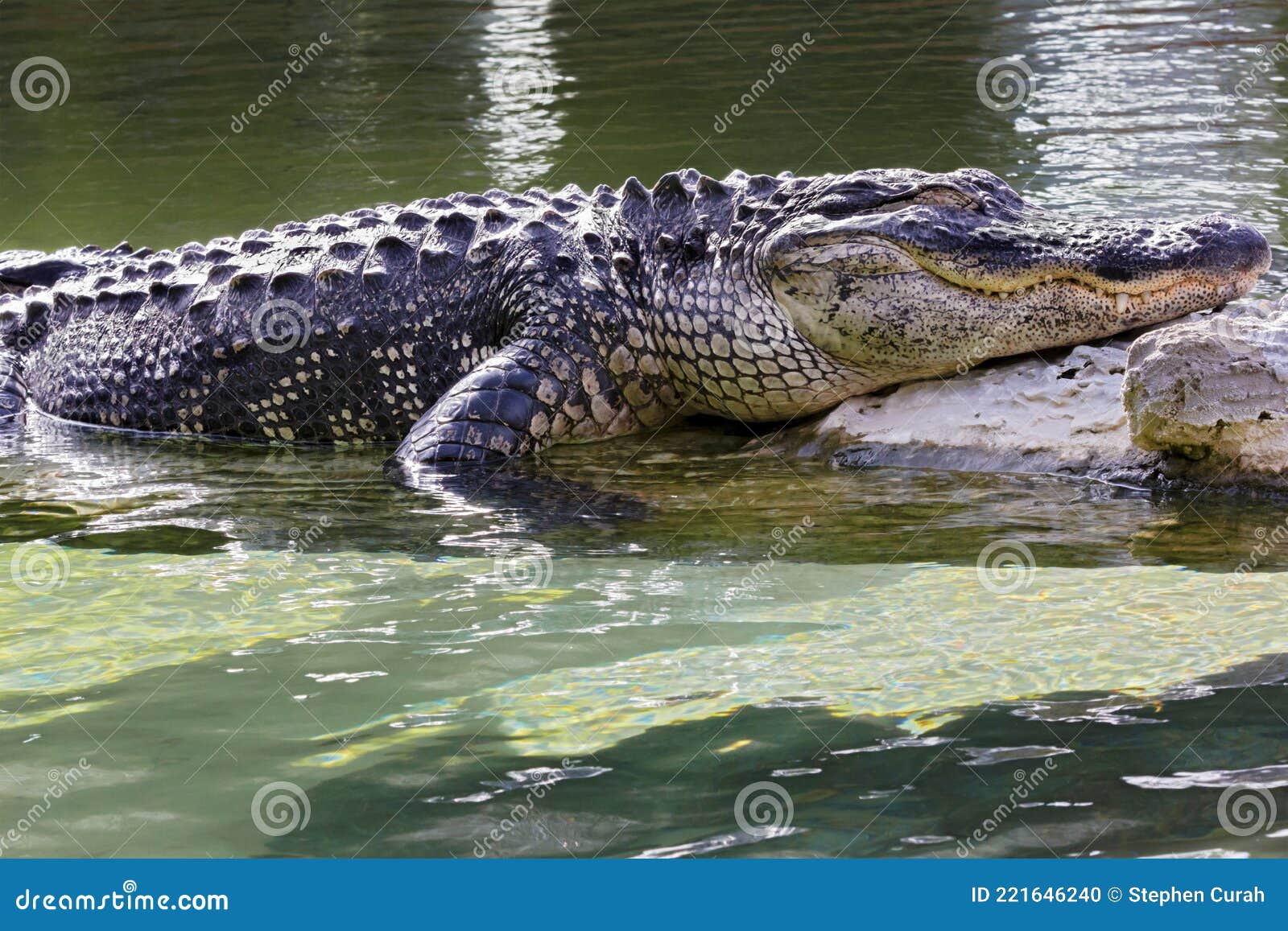 Large gator taking a nap stock photo. Image of sleeping - 221646240