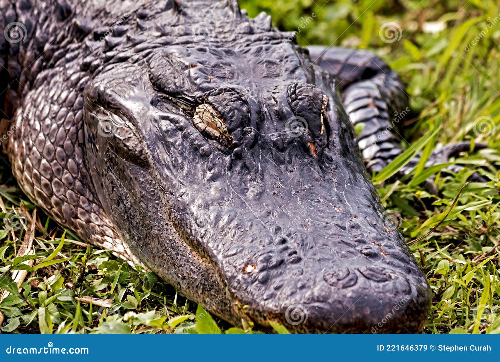 Gator napping in the grass stock image. Image of bite - 221646379