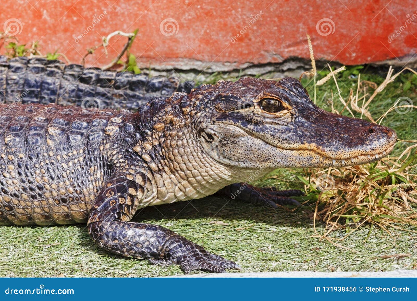 Baby Florida Gator Getting Some Sun Stock Photo - Image of view, close ...