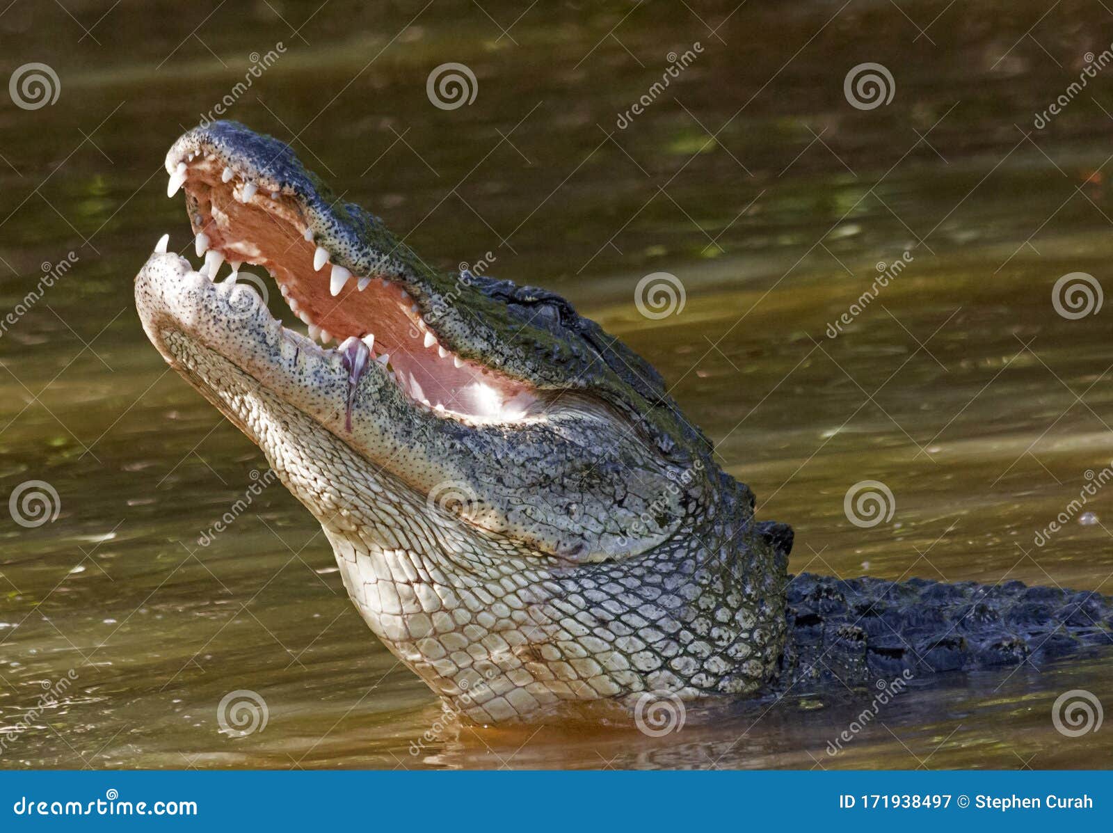 Florida Alligator Finishing Its Meal Stock Image - Image of aquatic ...