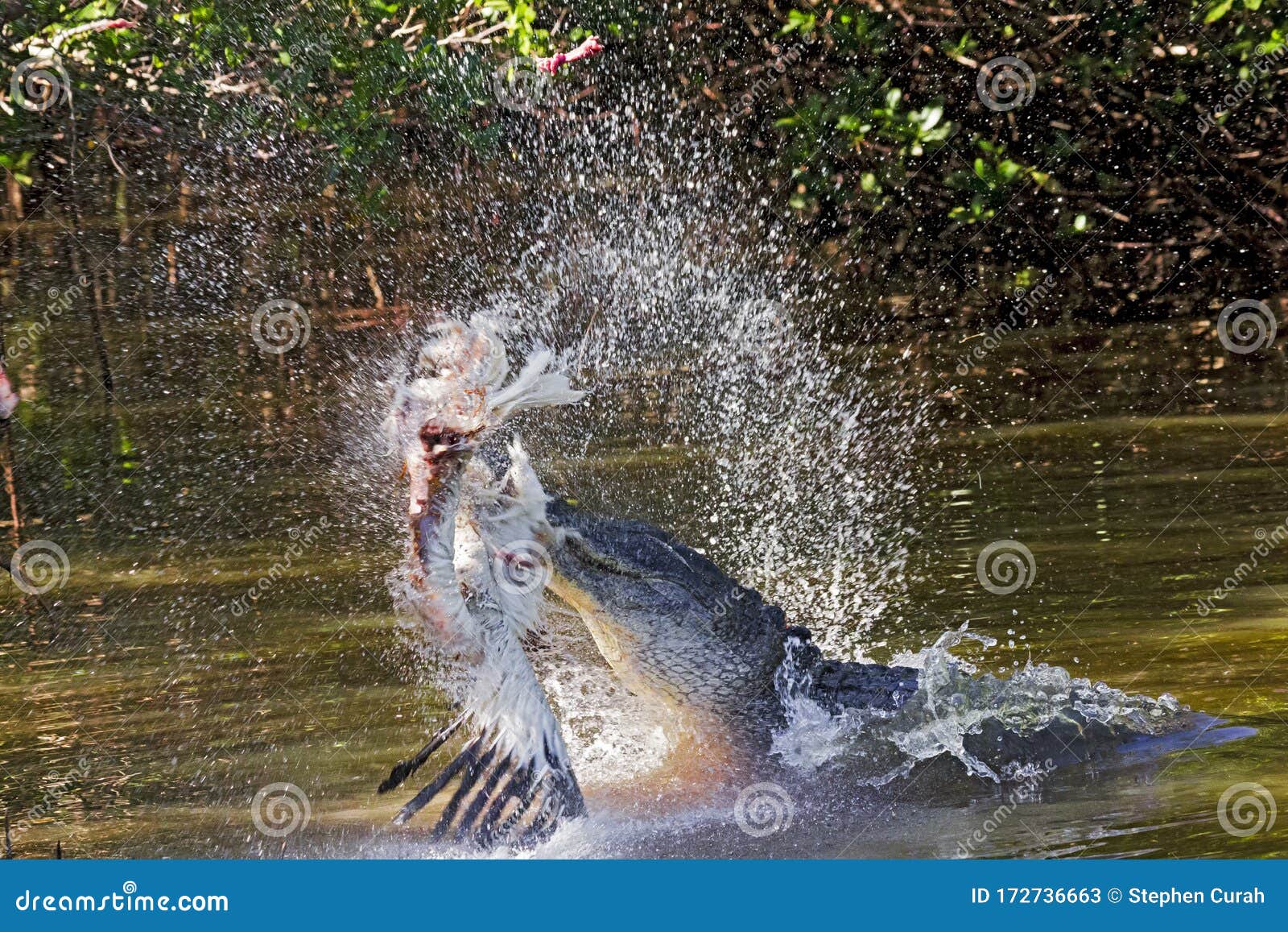 Florida Gator Tossing Its Prey Around Stock Image - Image of feet ...
