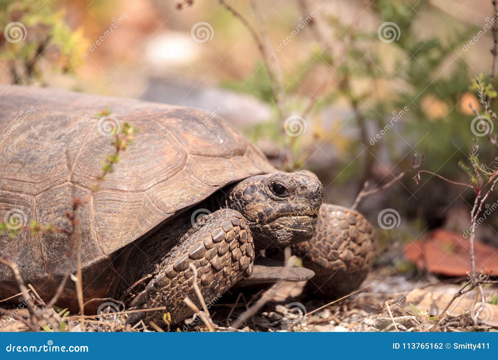 Florida Gopher Tortoise Gopherus Polyphemus Stock Photo - Image of ... Florida Gopher Tortoise Gopherus Polyphemus Stock Photo - Image of ...