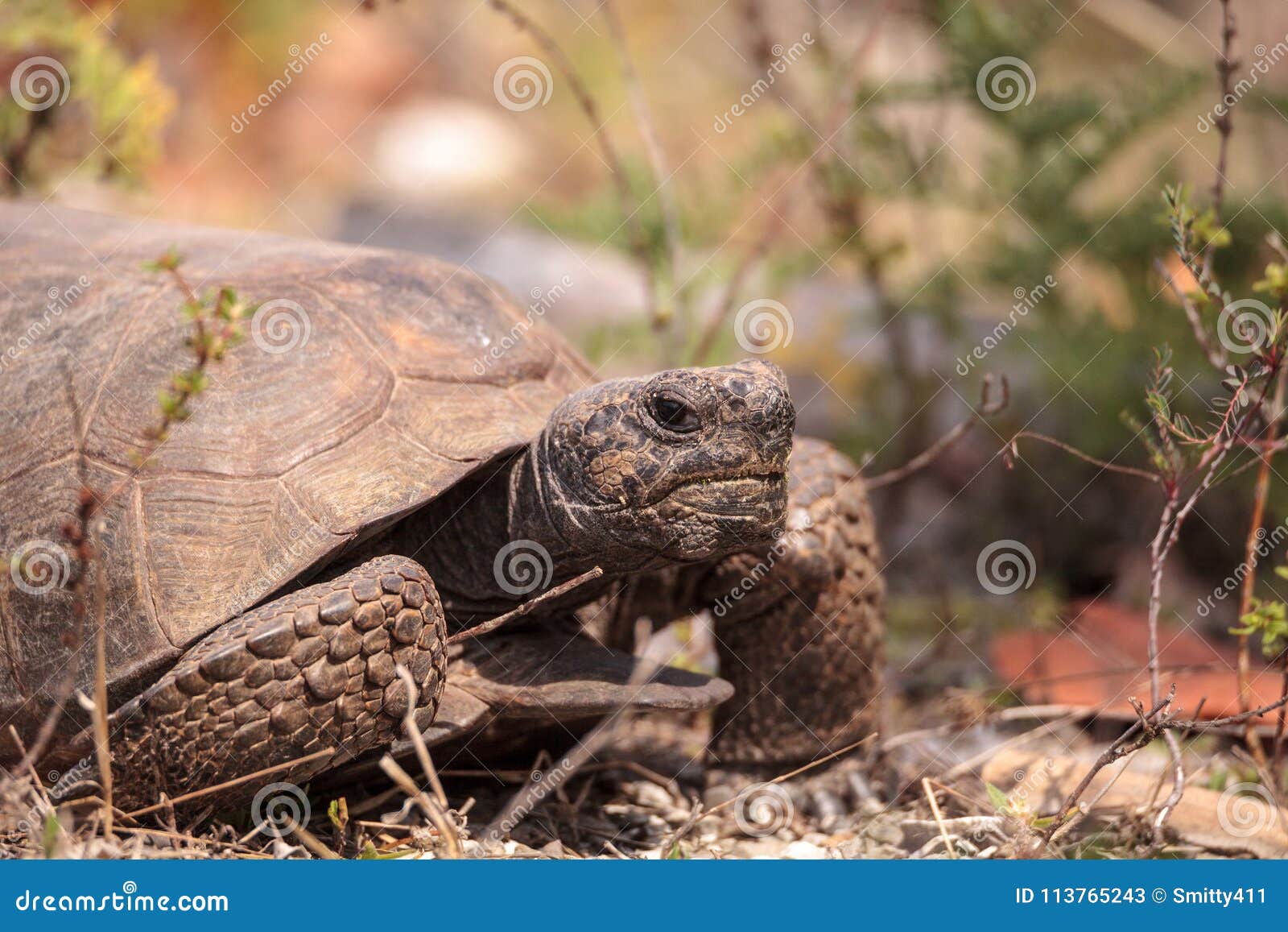 Florida Gopher Tortoise Gopherus Polyphemus Stock Image - Image of ... Florida Gopher Tortoise Gopherus Polyphemus Stock Image - Image of ...