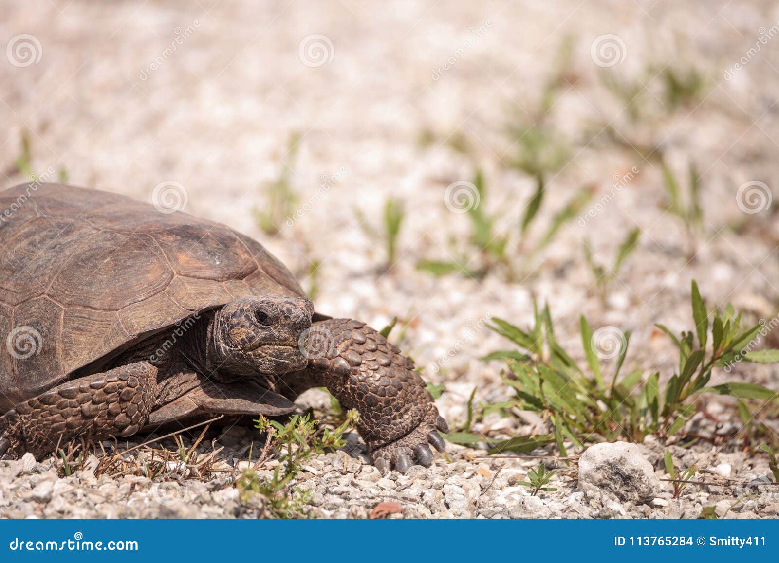 Florida Gopher Tortoise Gopherus Polyphemus Stock Photo - Image of ... Florida Gopher Tortoise Gopherus Polyphemus Stock Photo - Image of ...