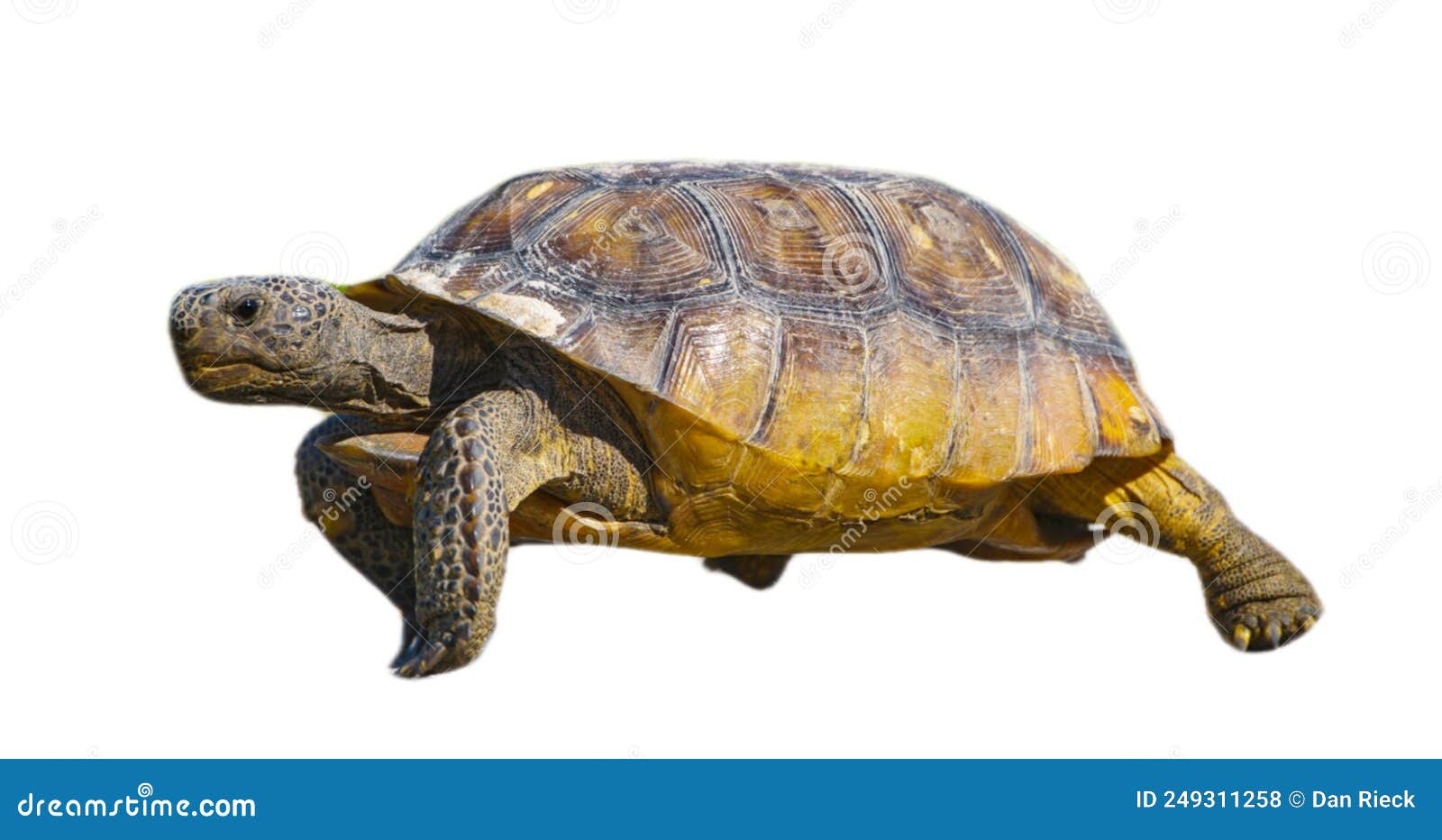 Florida Gopher Tortoise Gopherus Polyphemus Sobre Fondo Blanco Aislado ...