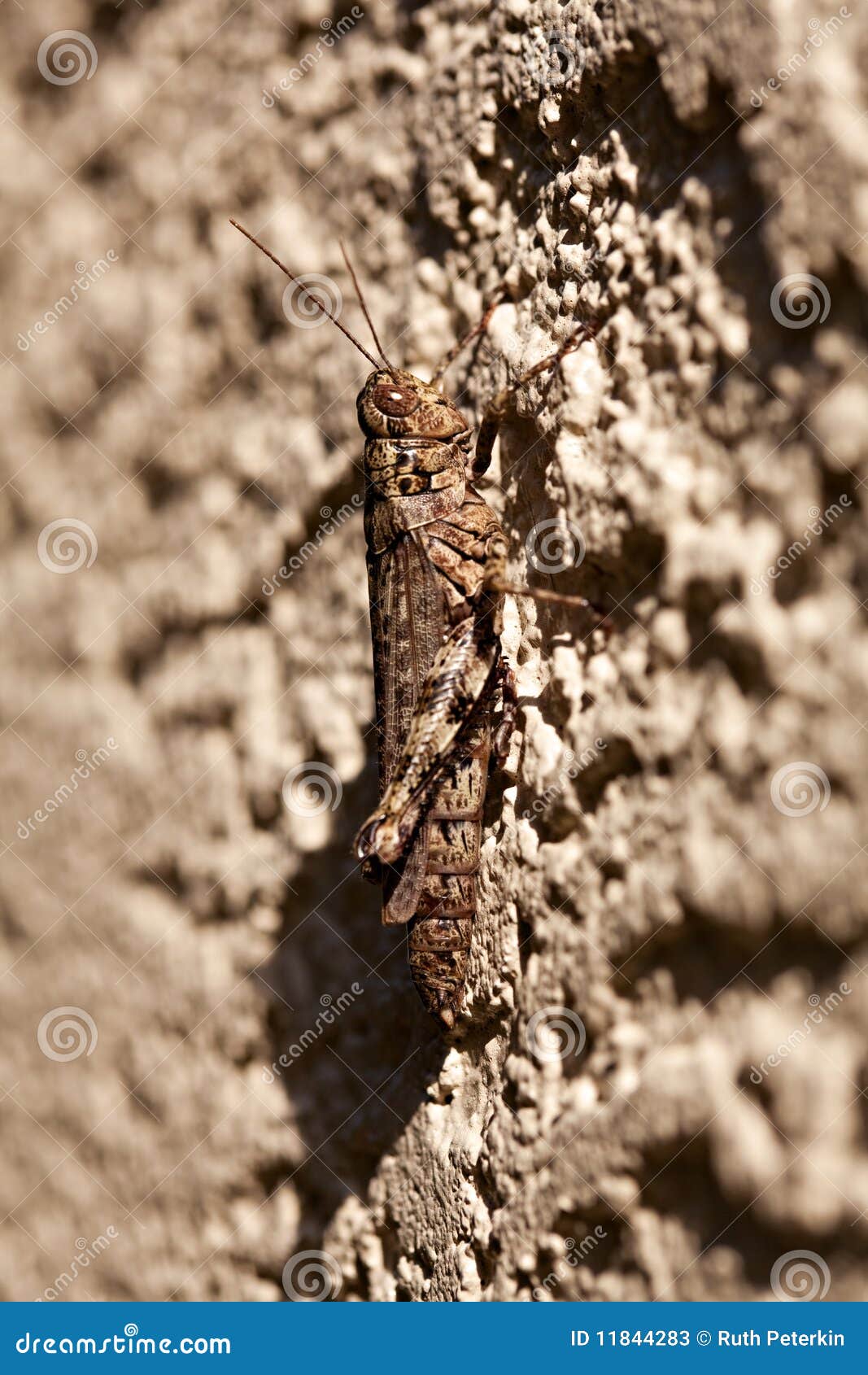 Grasshopper On A Wall Fence Royalty-Free Stock Photo | CartoonDealer ...