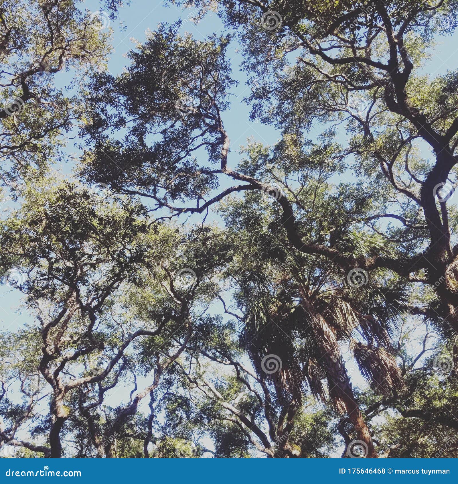 Florida green trees stock photo. Image of green, florida - 175646468