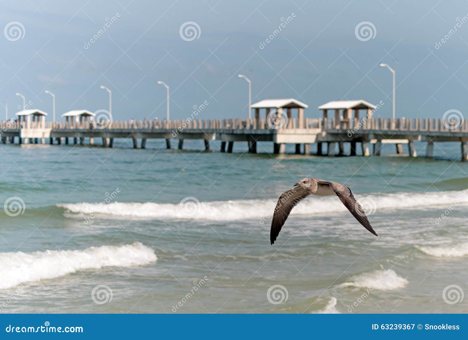Florida Gull in flight stock image. Image of beautiful - 63239367