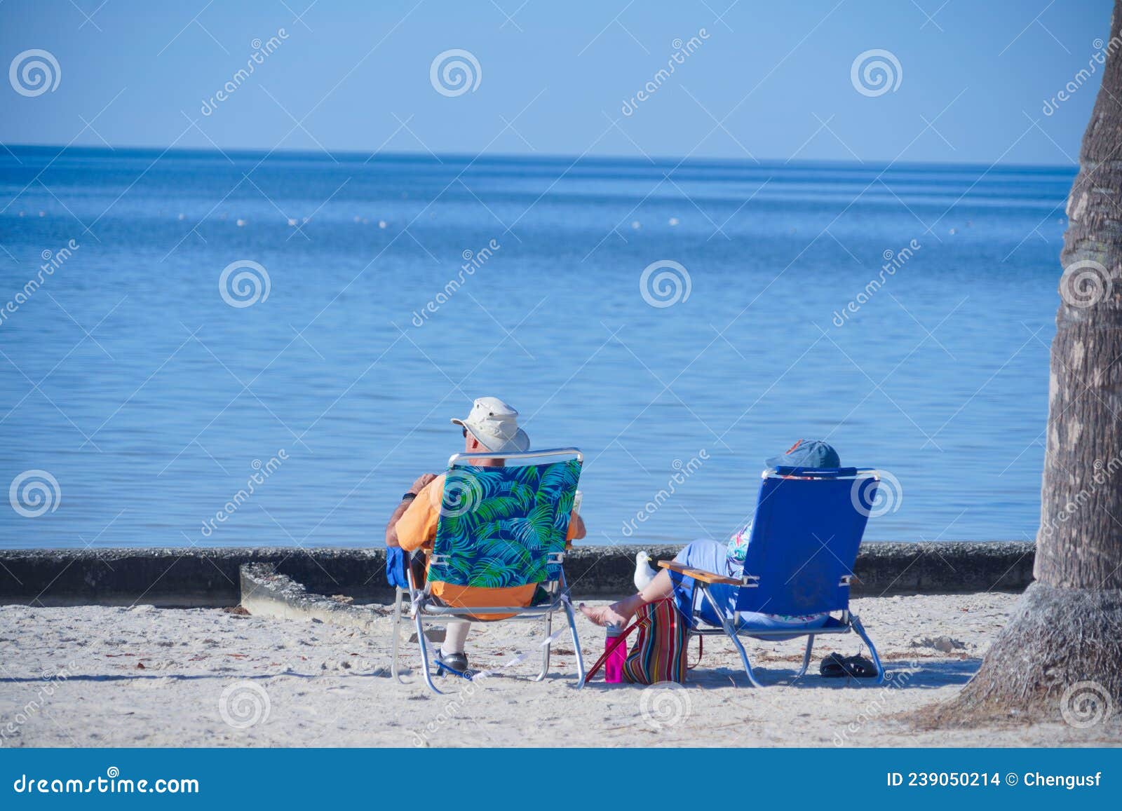 Florida Hernando Beach: Bird Watching Editorial Stock Image - Image of ...