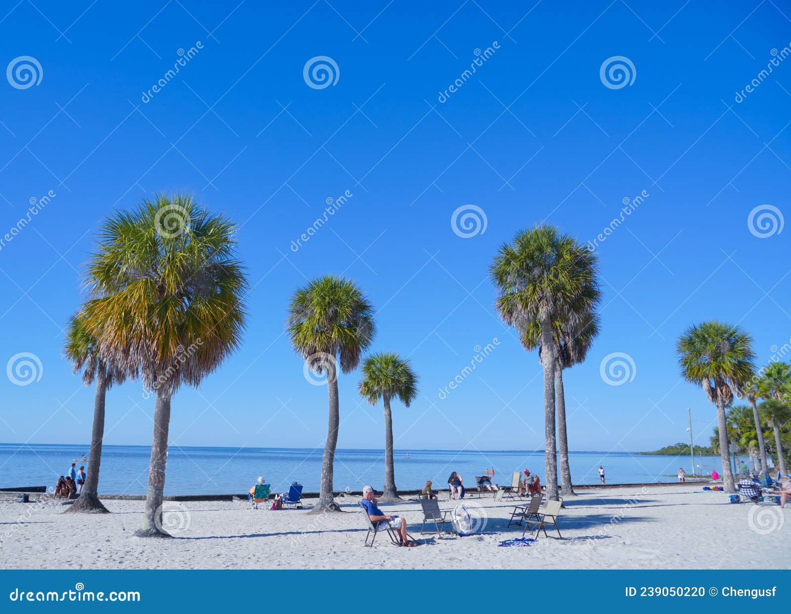 Florida Hernando Beach: Bird Watching Editorial Image - Image of ...