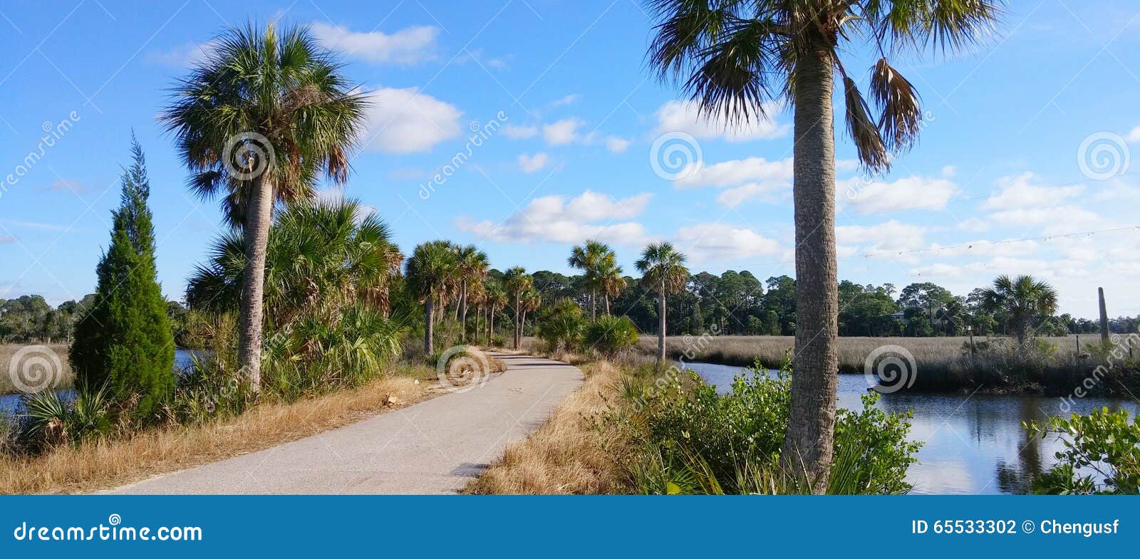 Florida Hernando Beach: Tree Stock Photo - Image of nature, dive: 65533302