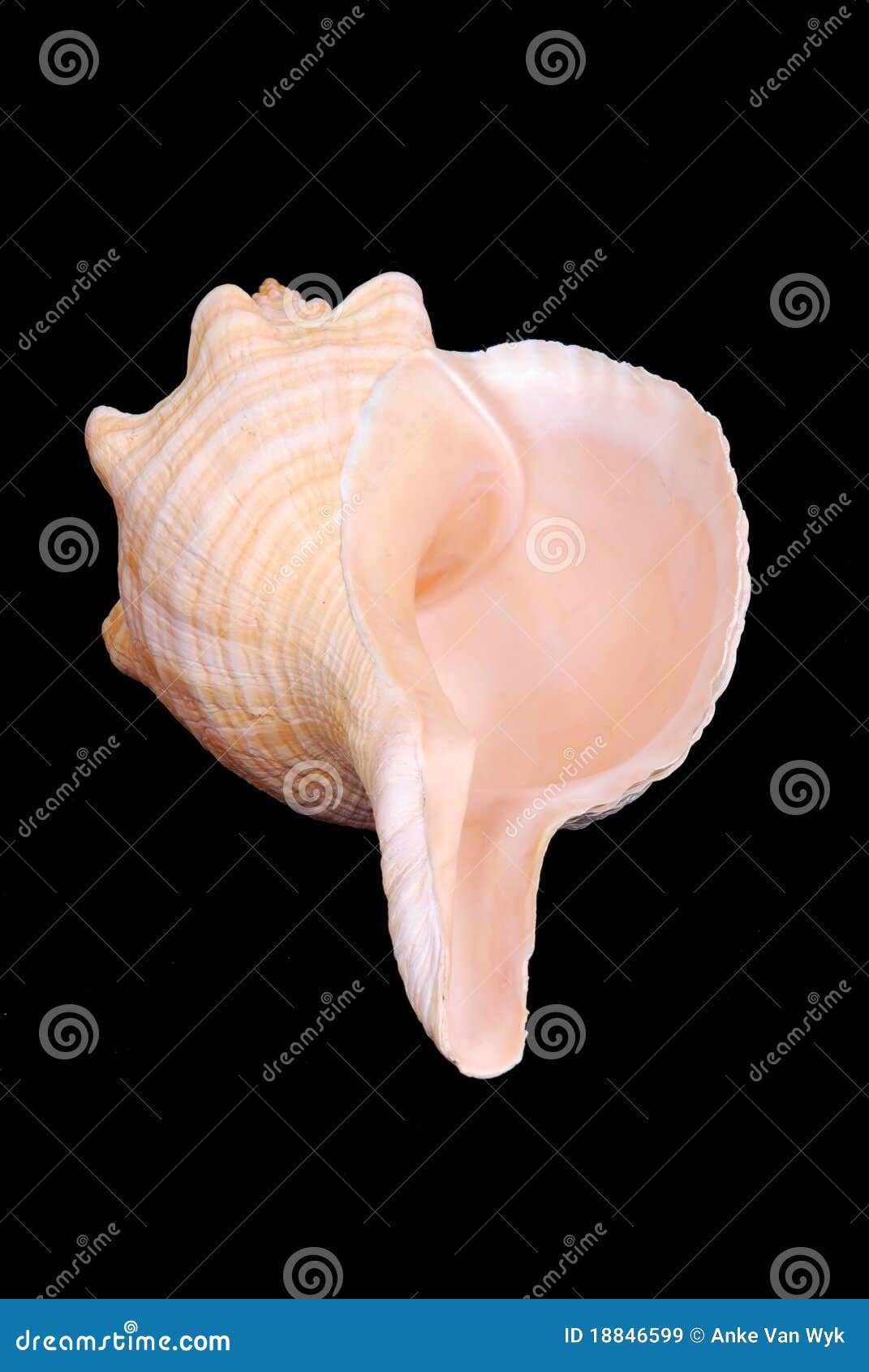 Florida Horse Conch Seashell Stock Image - Image of black, seashells ...