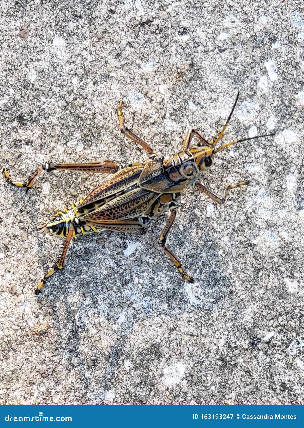 Florida Insect stock image. Image of insect, yellow - 163193247