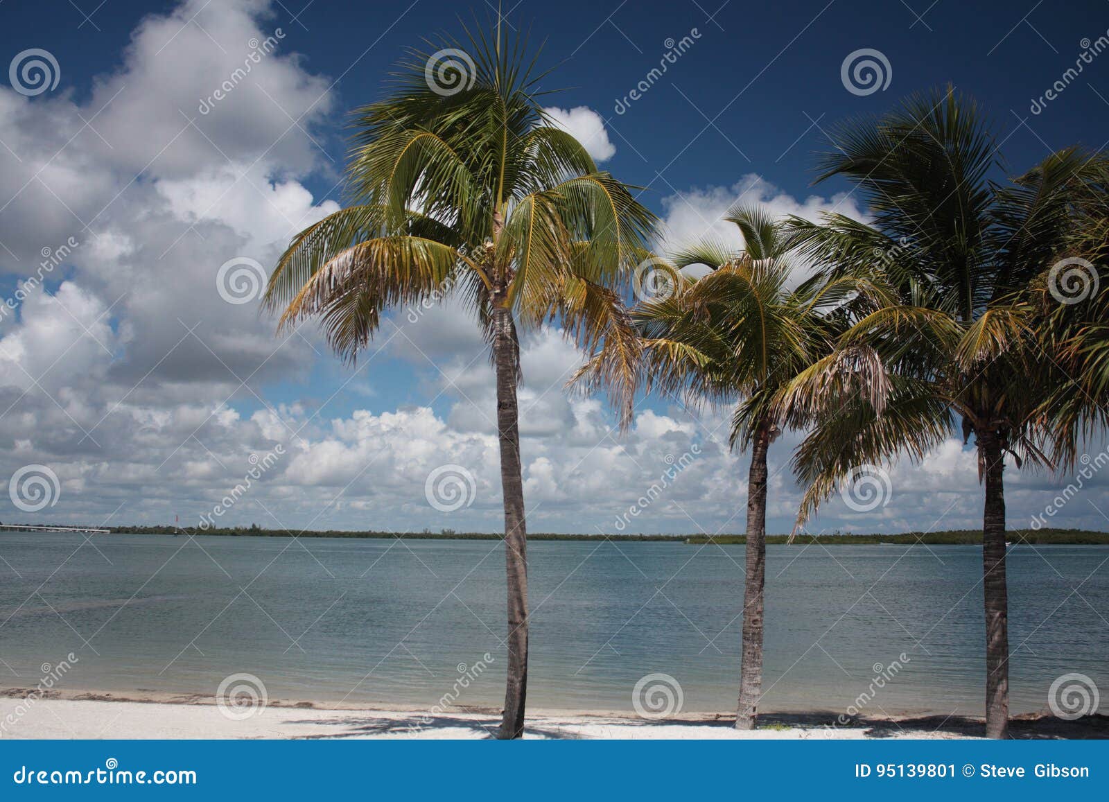 Florida Keys Palms and Bay 7 Stock Image - Image of vaction, clouds ...