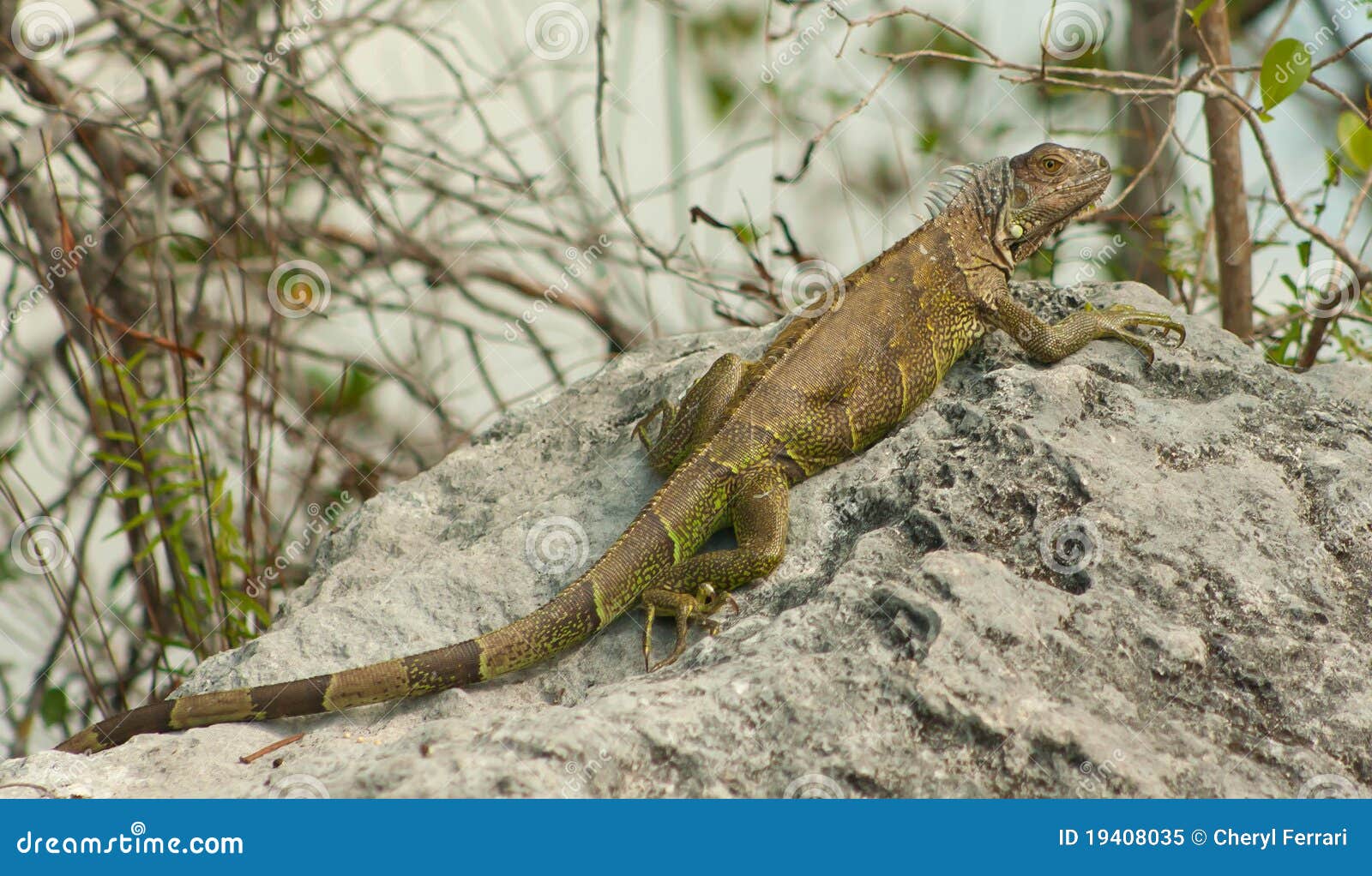Florida Keys Wildlife Series 1 Stock Image - Image of florida, tropical ...