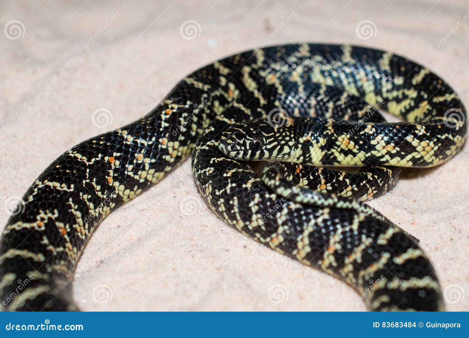 Florida Kingsnake stock photo. Image of getula, scale - 83683484