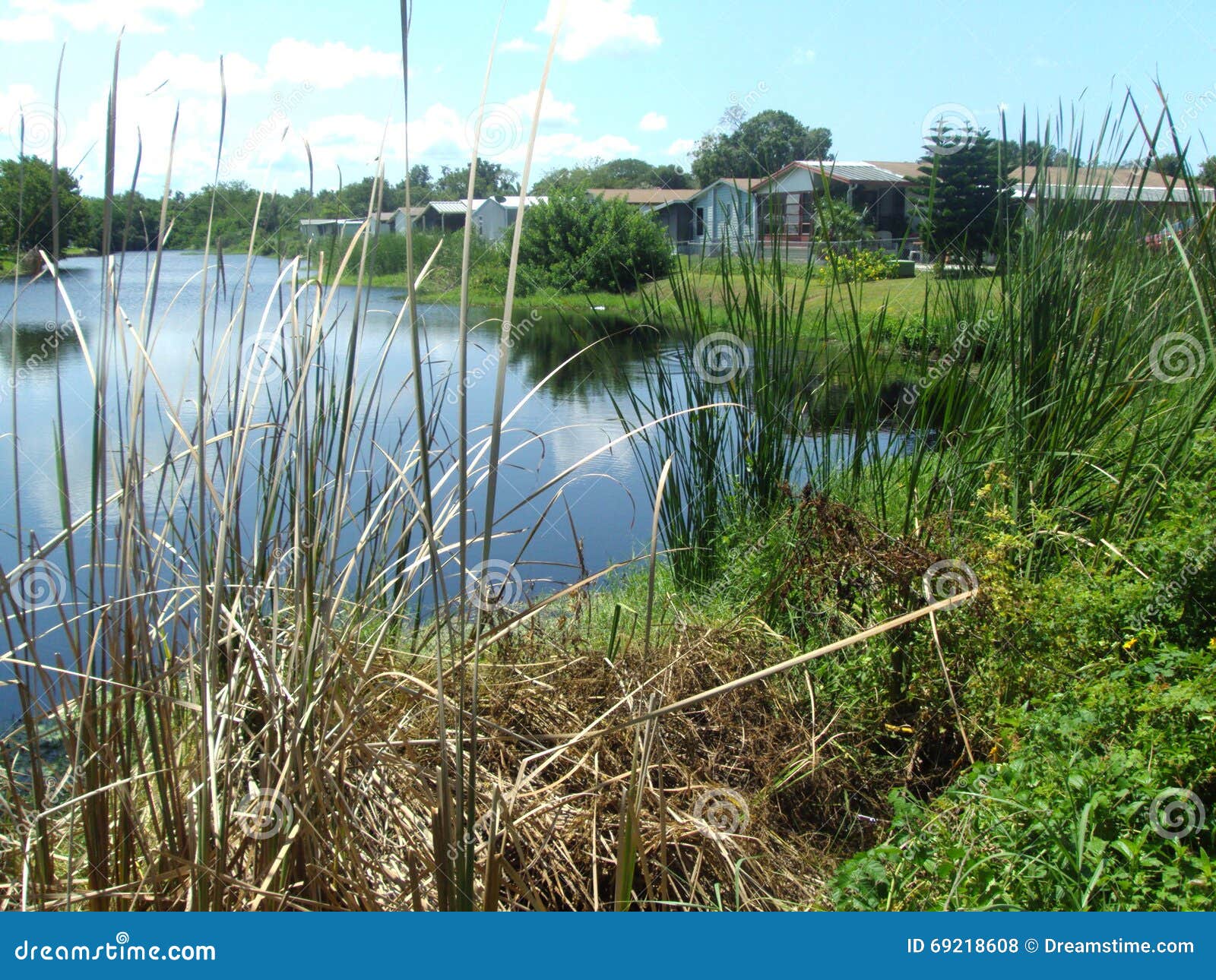 653 Florida Weeds Stock Photos - Free & Royalty-Free Stock Photos from ...