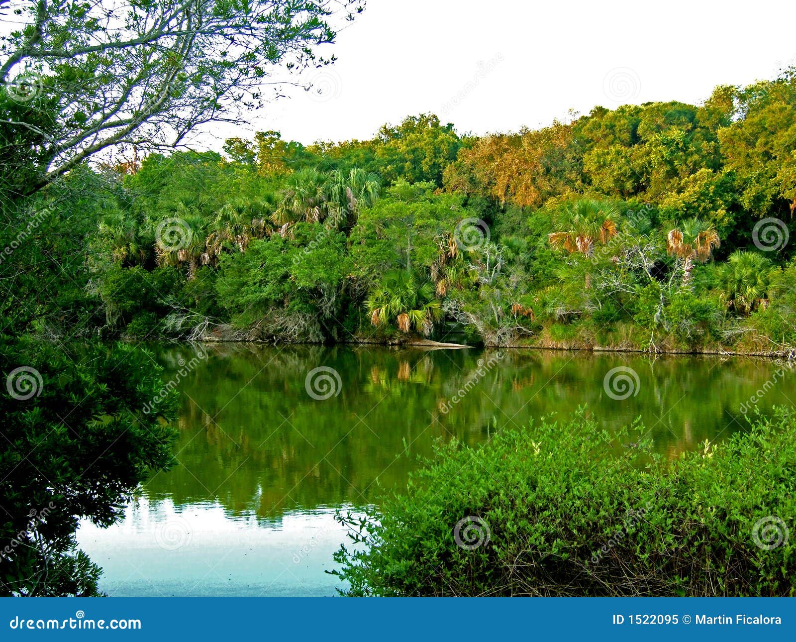 Florida landscape stock image. Image of landscape, tropical - 1522095