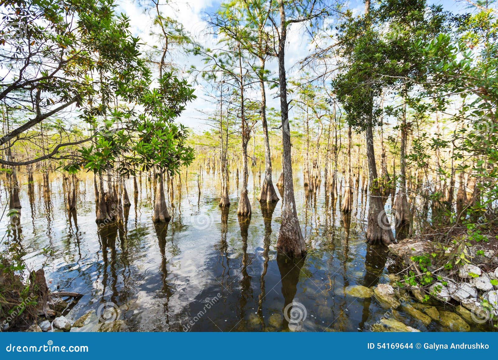 Florida landscapes stock photo. Image of wilderness, swamp - 54169644