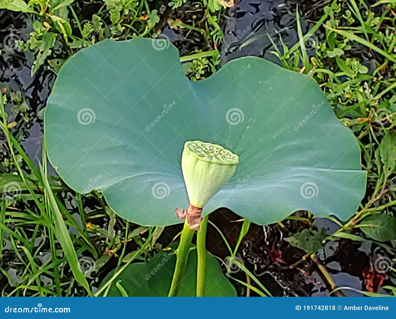 Florida lily pad stock photo. Image of leaf, florida - 191742818