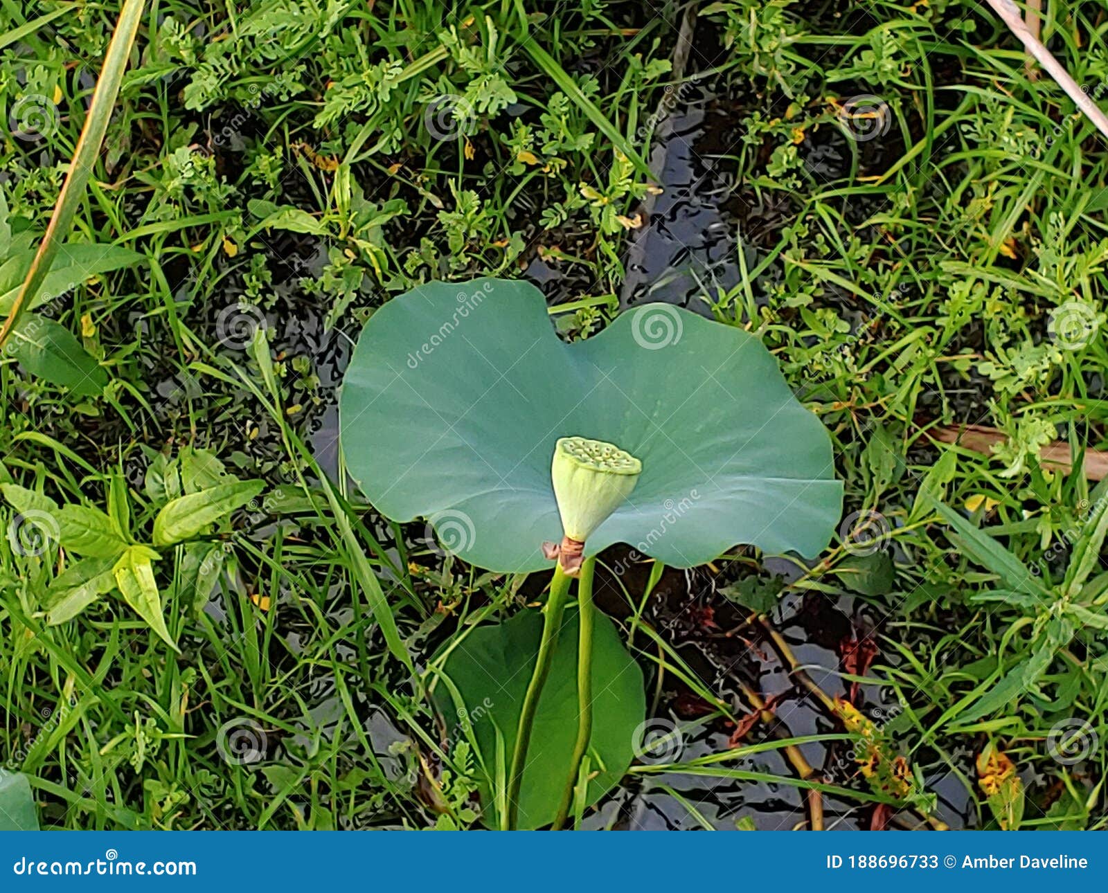 Florida lily pad flower stock image. Image of lawn, florida - 188696733