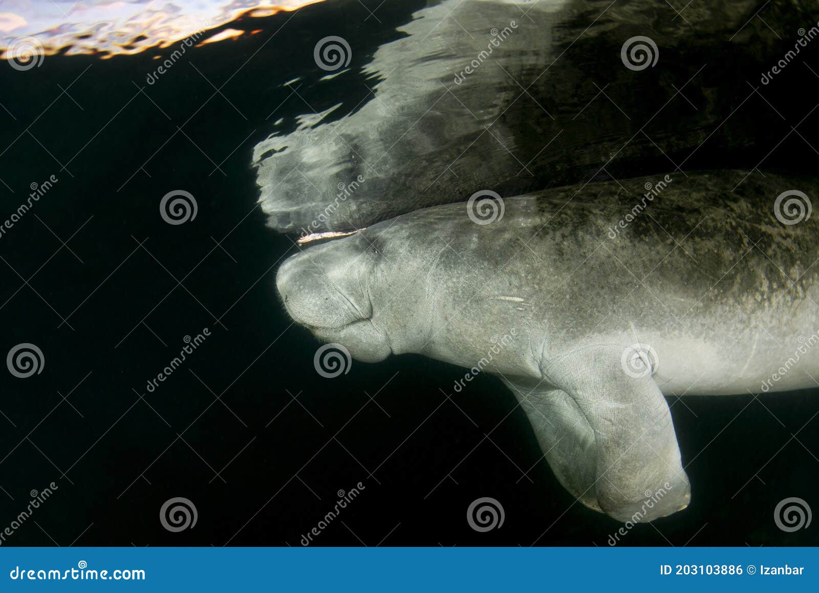 Florida Manatee Close Up Portrait in Crystal River Stock Photo - Image ...