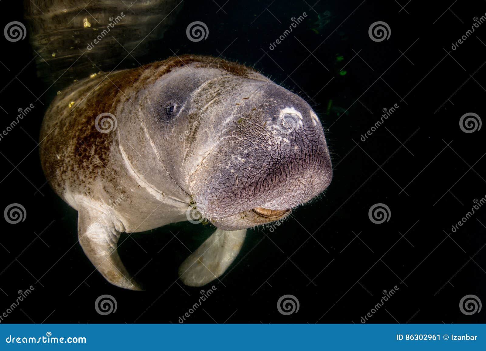 Florida Manatee Close Up Portrait Stock Image - Image of manatee ...