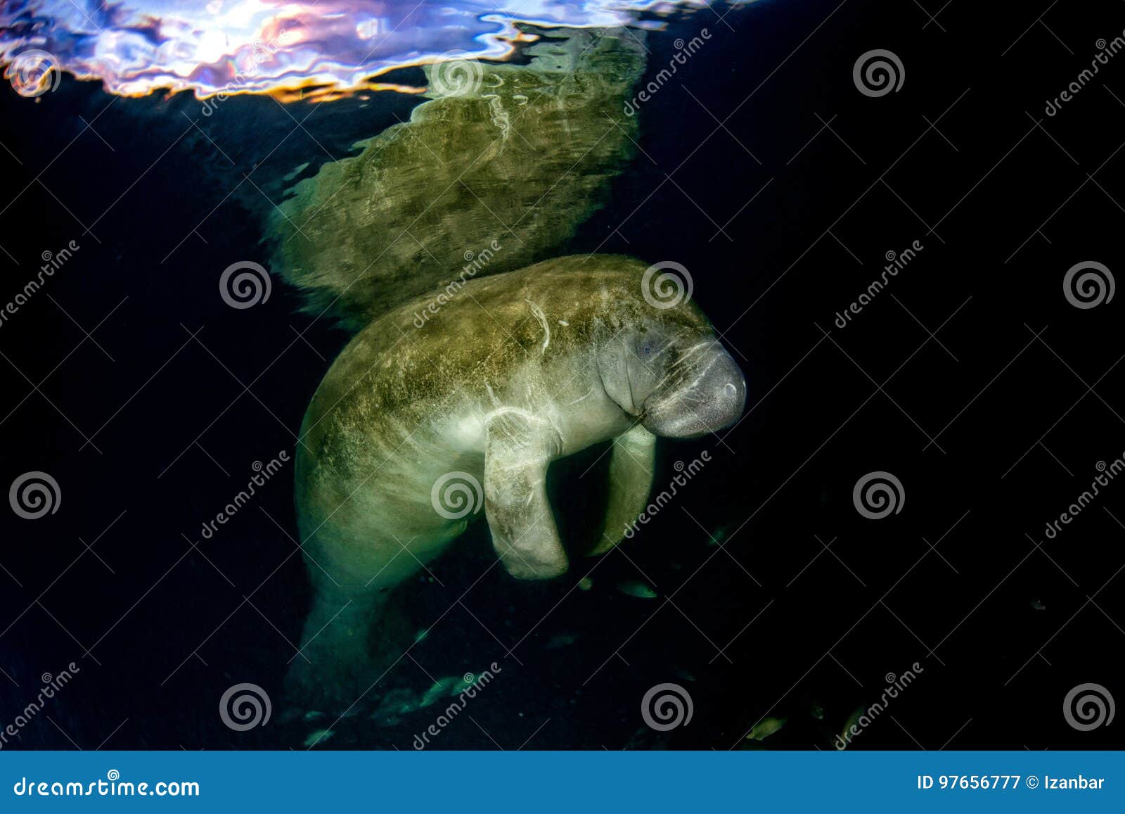 Florida Manatee Close Up Portrait Stock Image - Image of underwater ...
