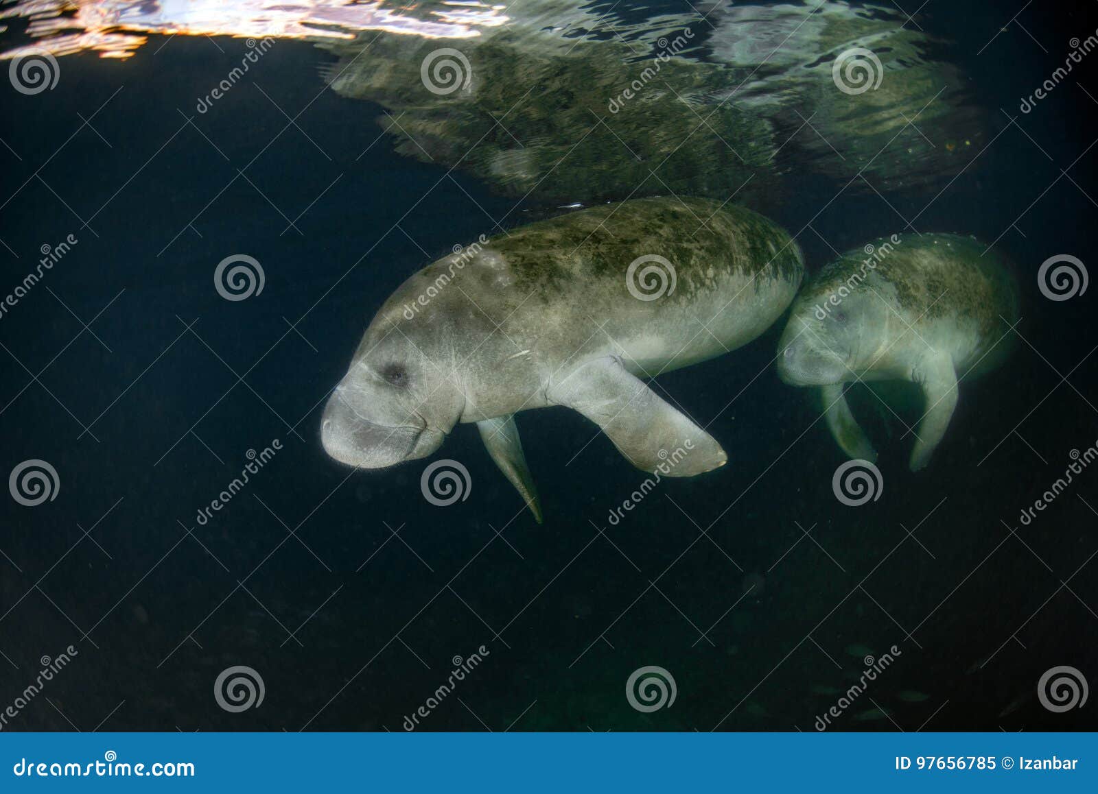 Florida Manatee Close Up Portrait Stock Image - Image of manatees ...
