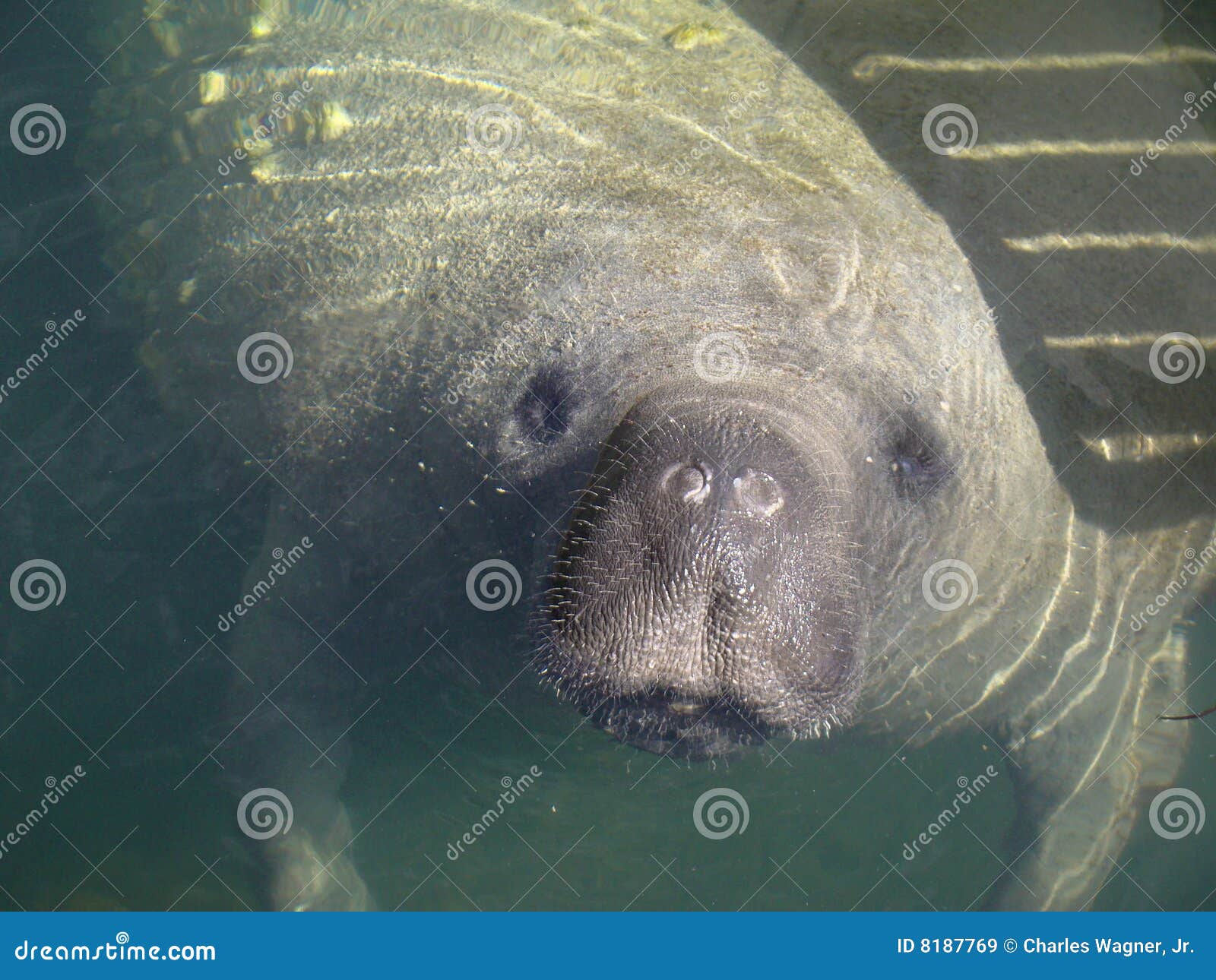 Florida Manatee Closeup stock image. Image of endangered - 8187769