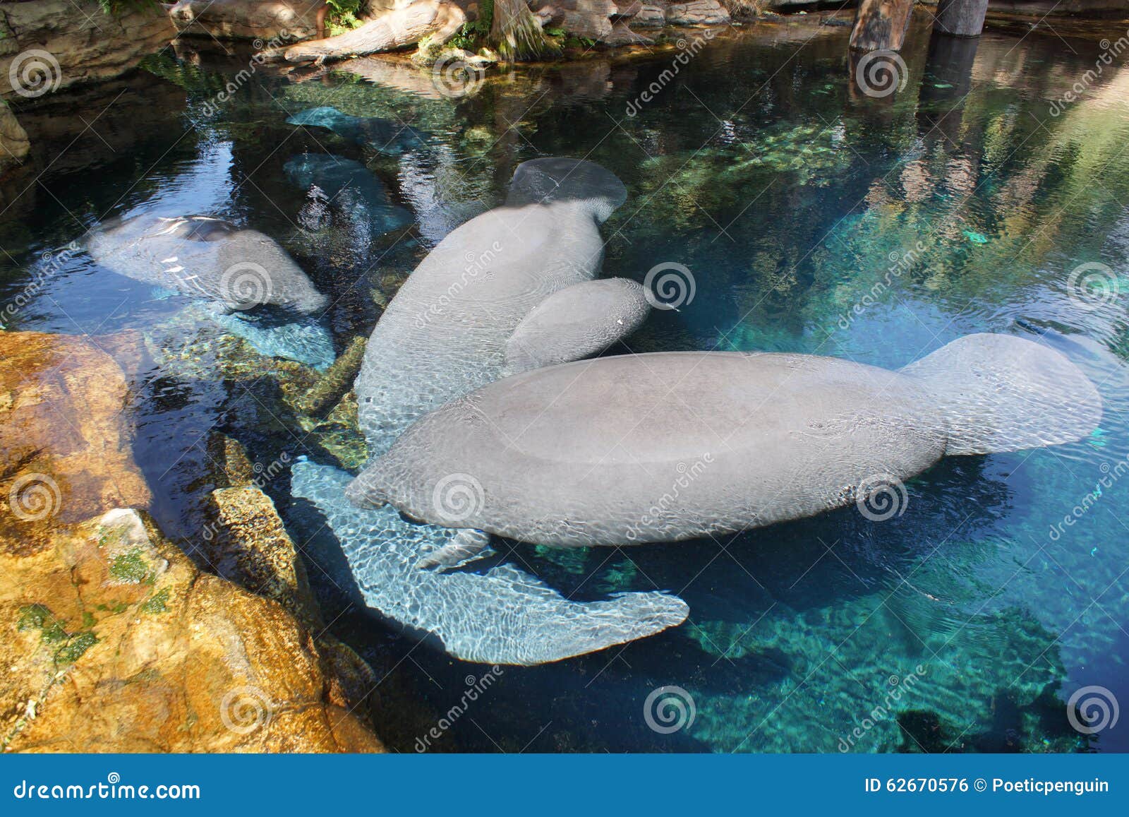 Florida Manatee - Trichechus Manatus Latirostris Stock Photo - Image of ...