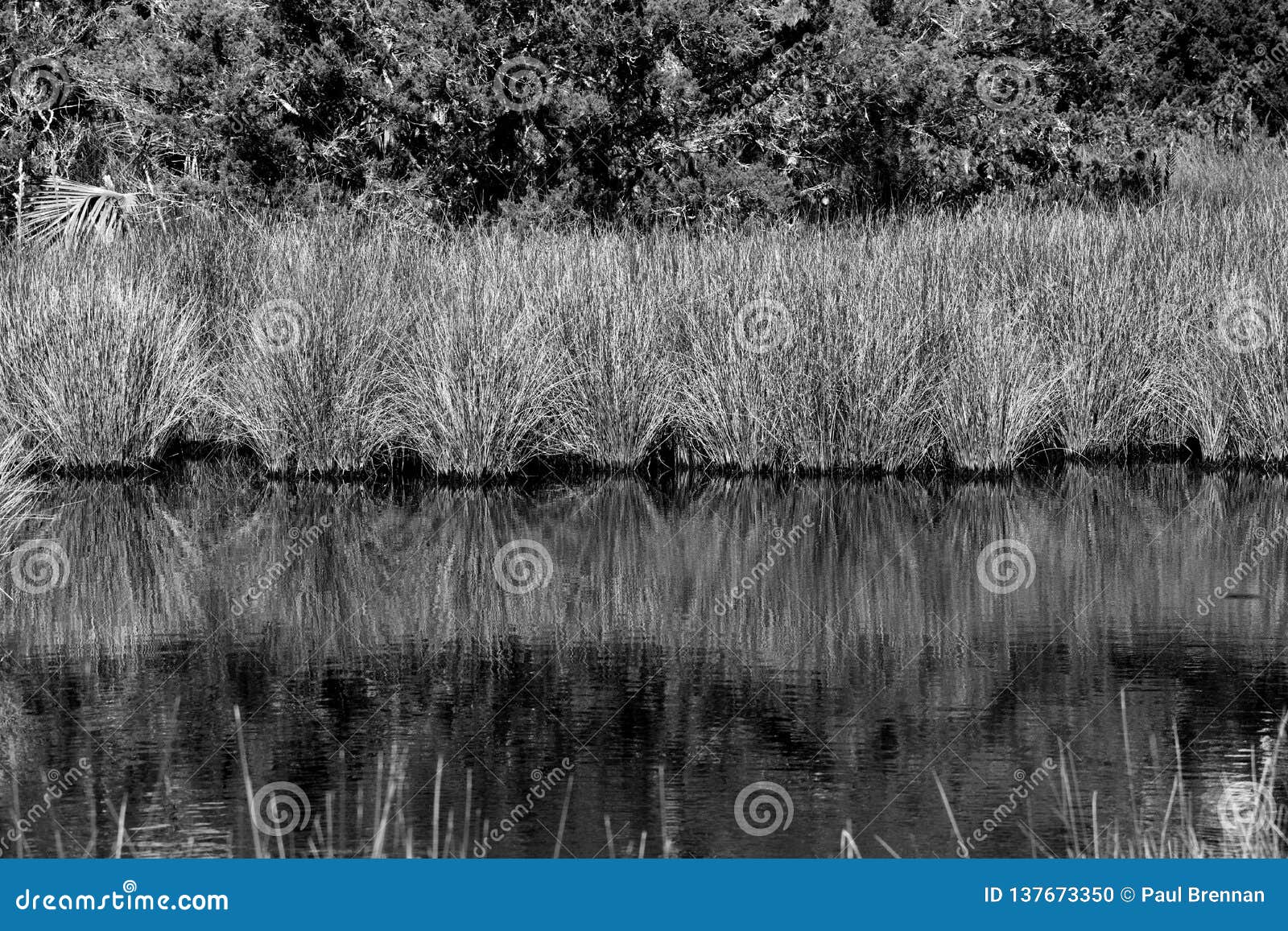 Florida Marshland in Black and White Background Stock Photo - Image of ...