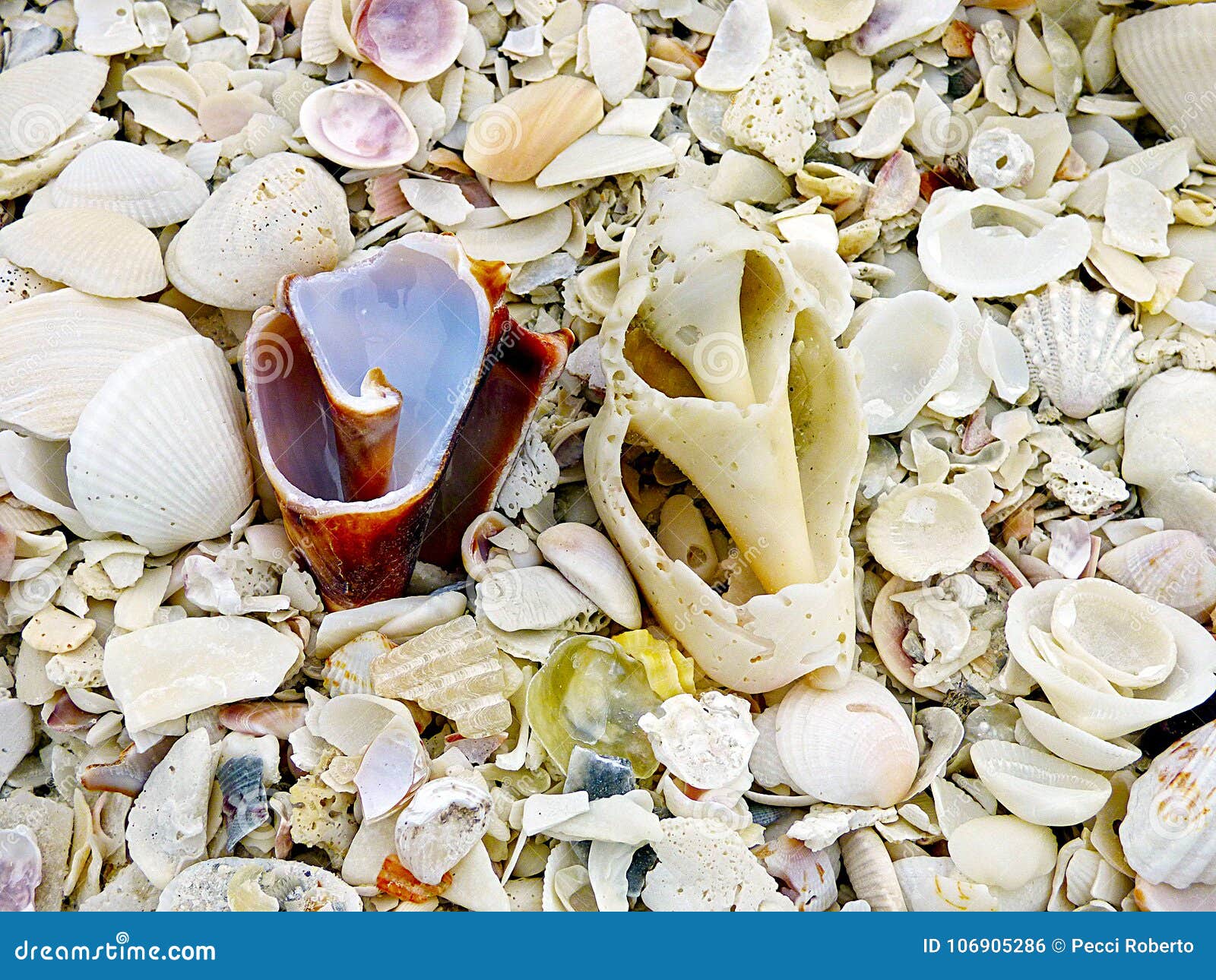Florida Miami Beach, View of Seashells Stock Photo - Image of ...